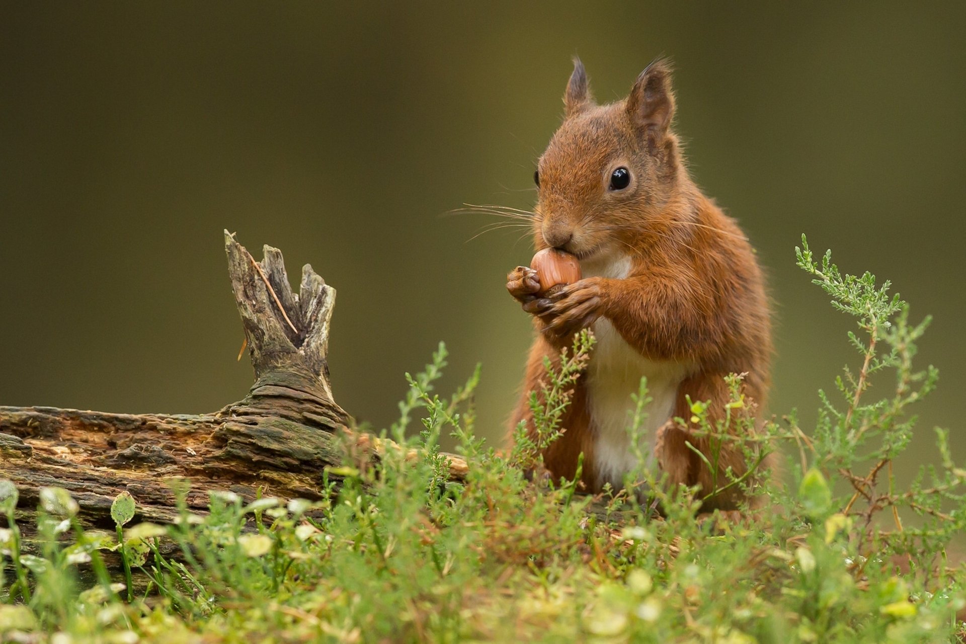 Download Eating Rodent Animal Squirrel HD Wallpaper