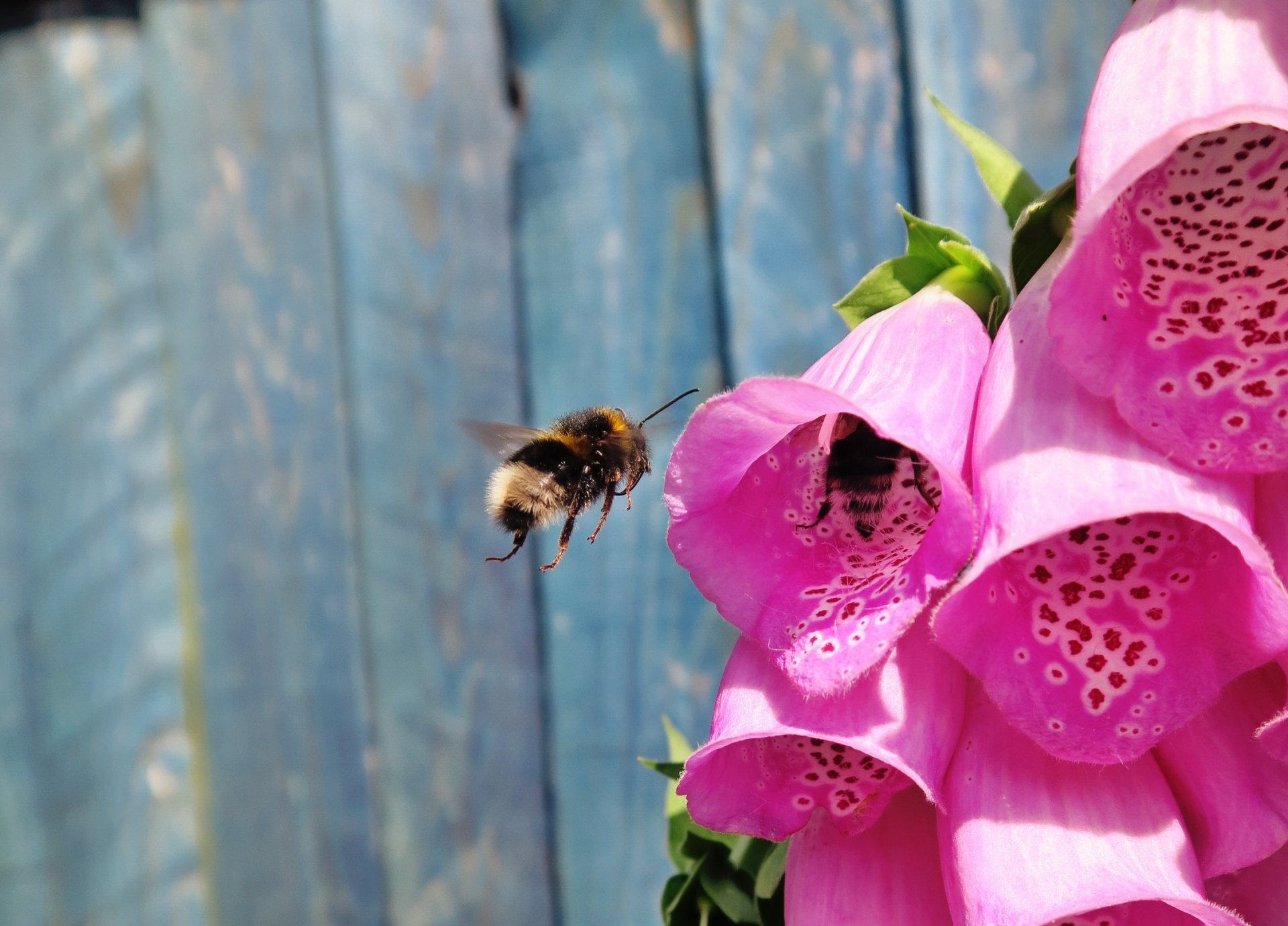 Download Pink Flower Flower Insect Animal Bee HD Wallpaper
