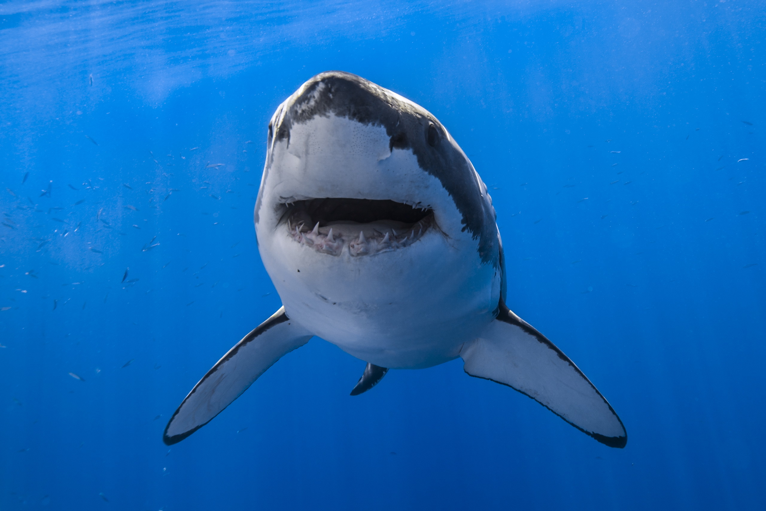 Download Fish Animal Shark HD Wallpaper