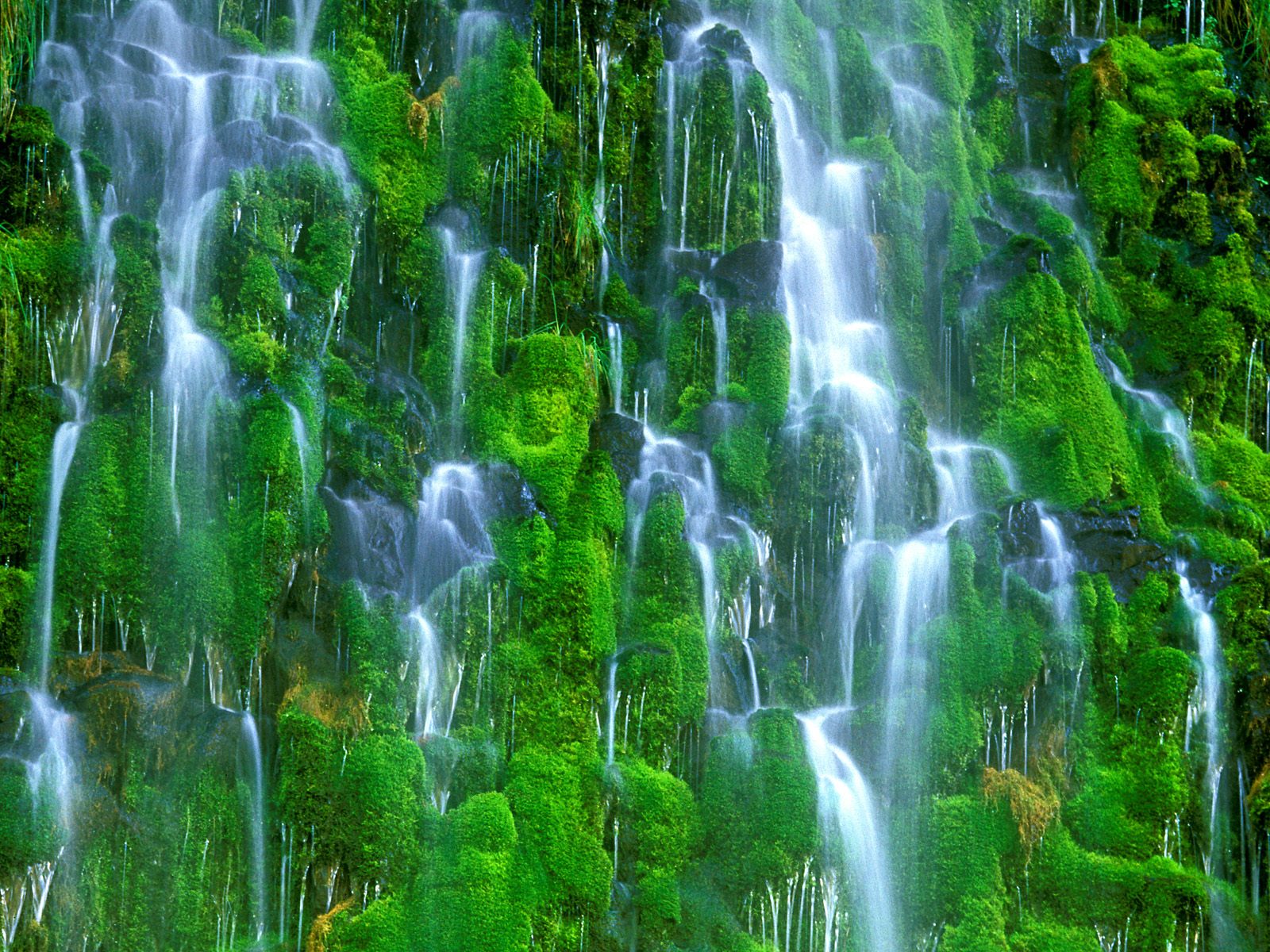 Download Moss Green Tree Nature Waterfall Wallpaper