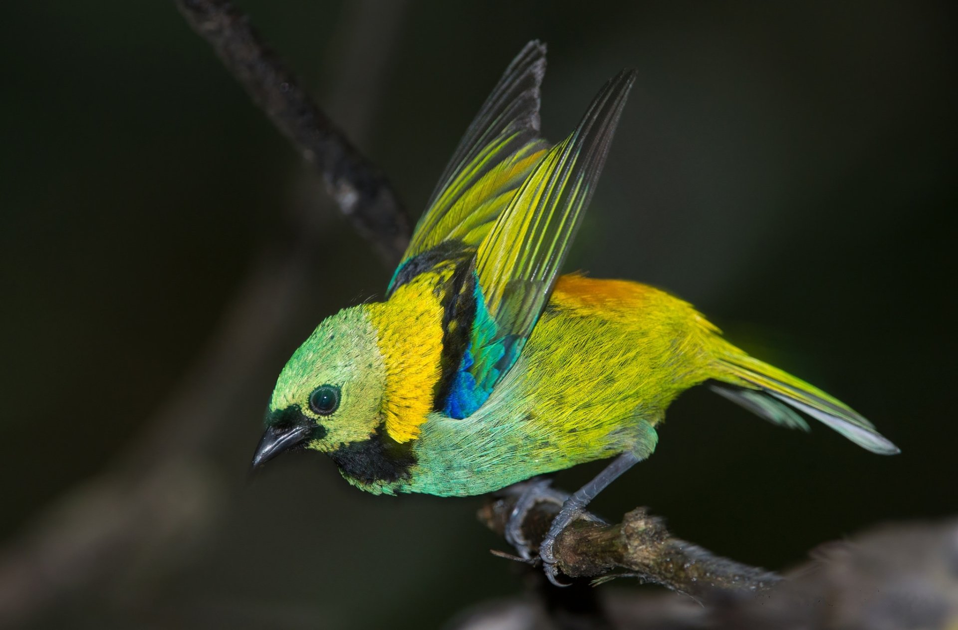 Vivid Eastern Tanager HD Wallpaper – Colorful Bird Beauty in Nature