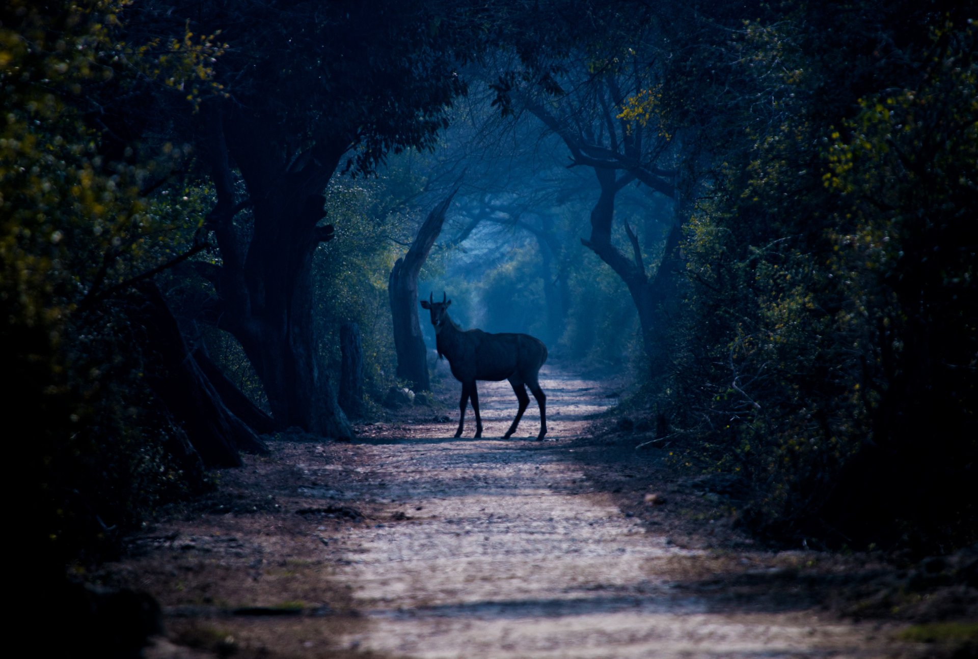 4K Ultra HD Deer in Enchanted Forest Path
