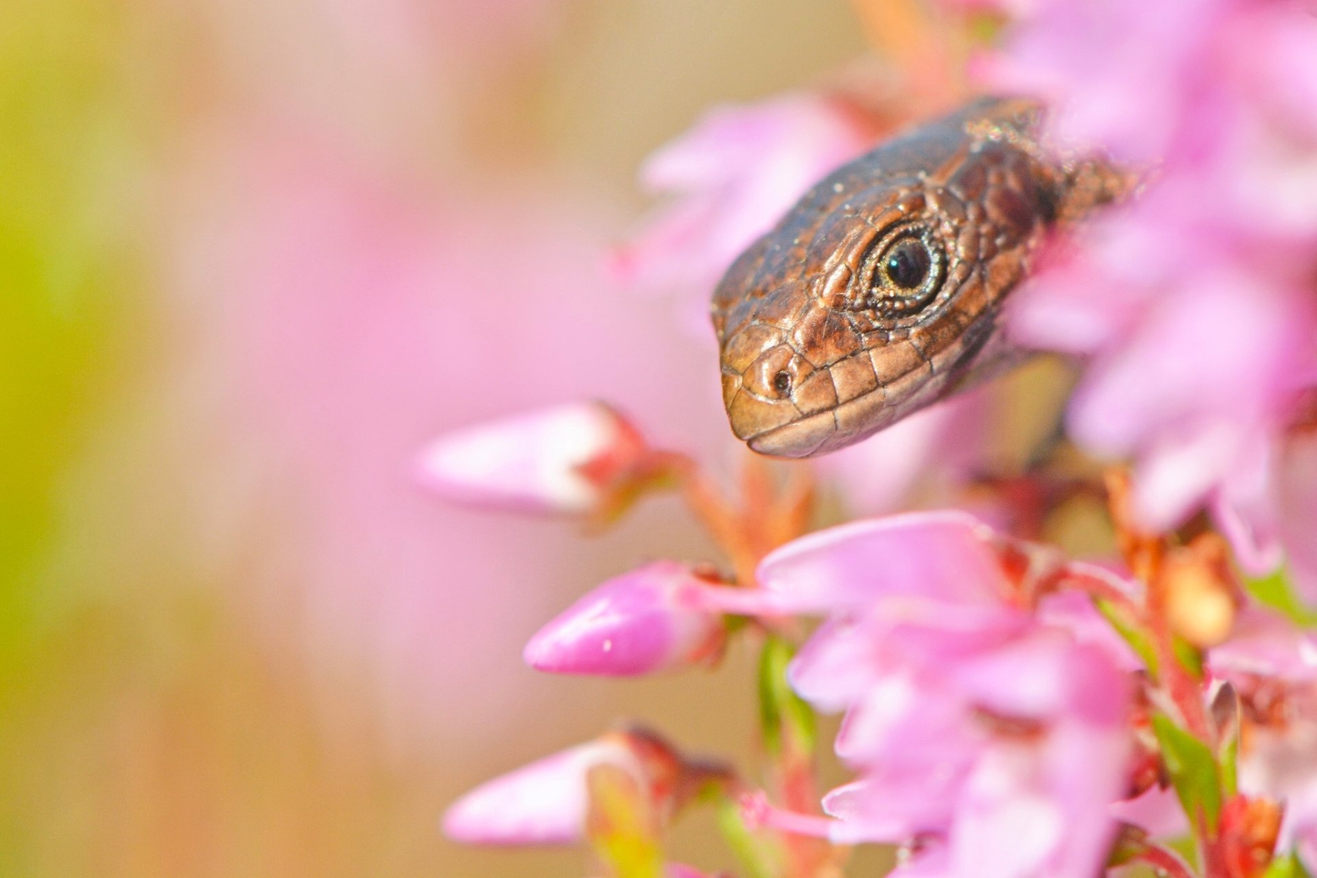 Reptiles Desktop Backgrounds