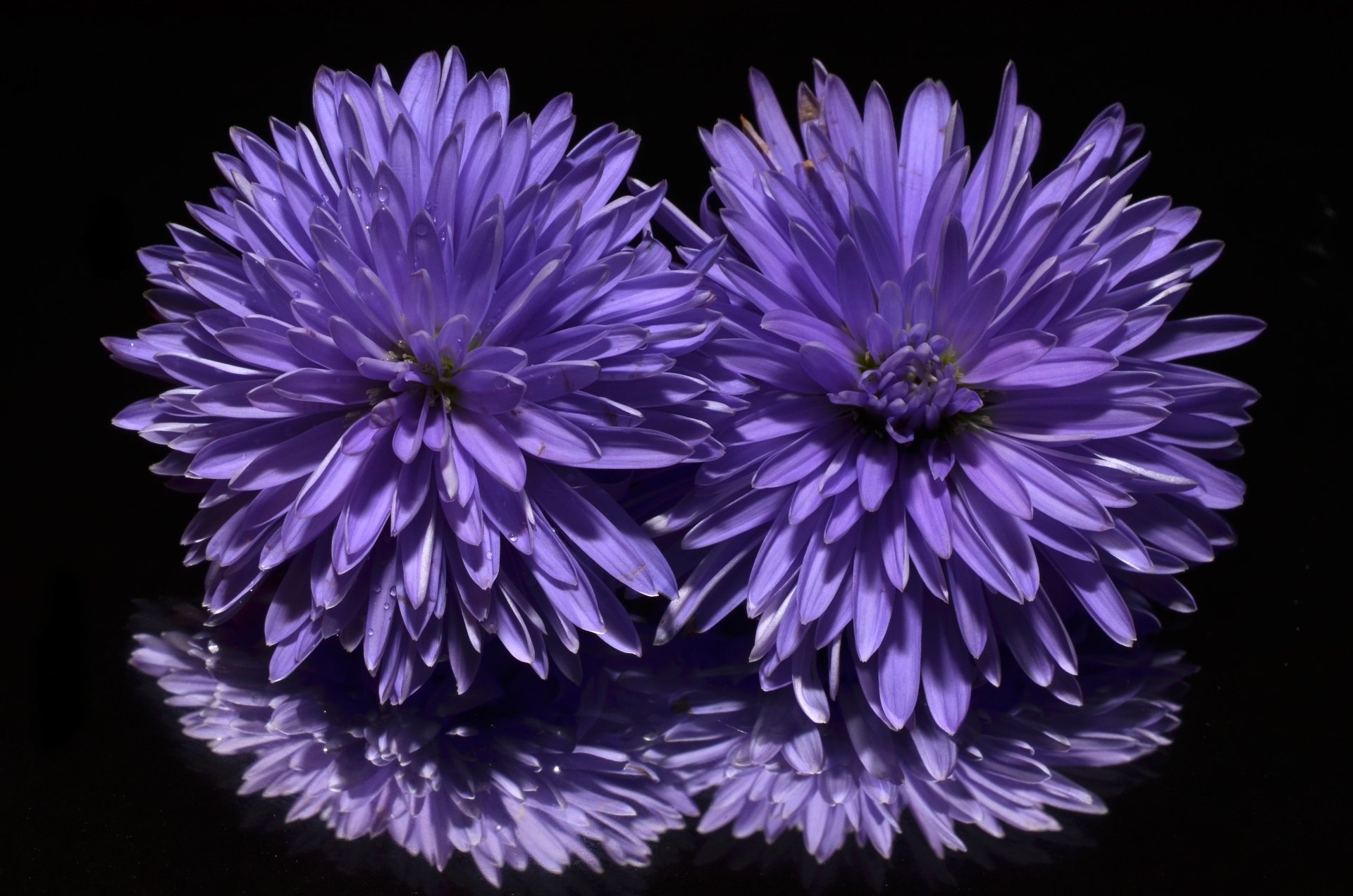 4K Ultra HD Purple Daisy Reflection – Vivid Nature Bloom