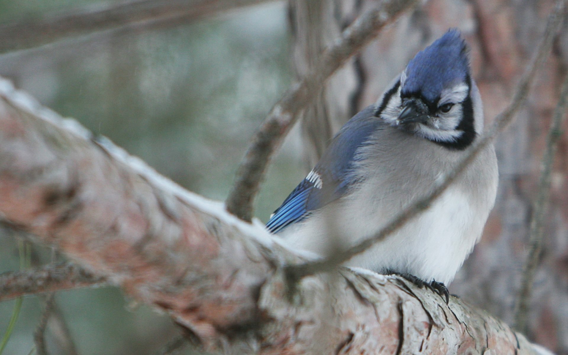 Download Branch Bird Animal Blue Jay HD Wallpaper