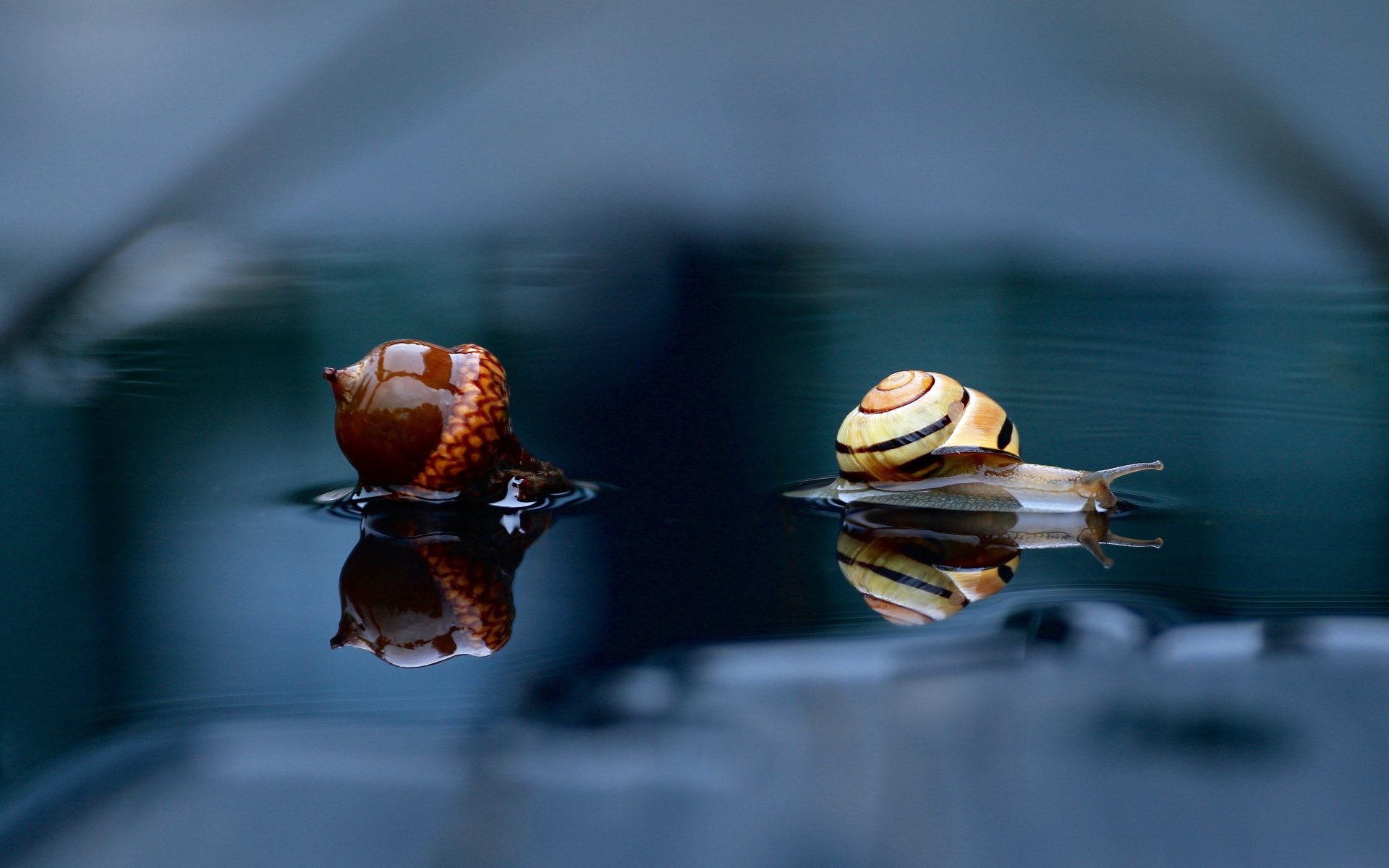Download Acorn Reflection Water Animal Snail HD Wallpaper