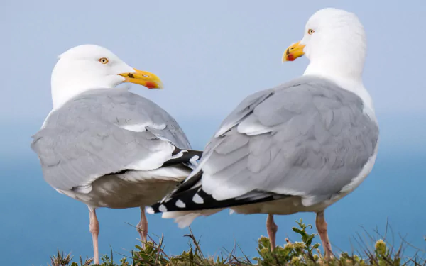 [40+] Seagull 4k Wallpapers