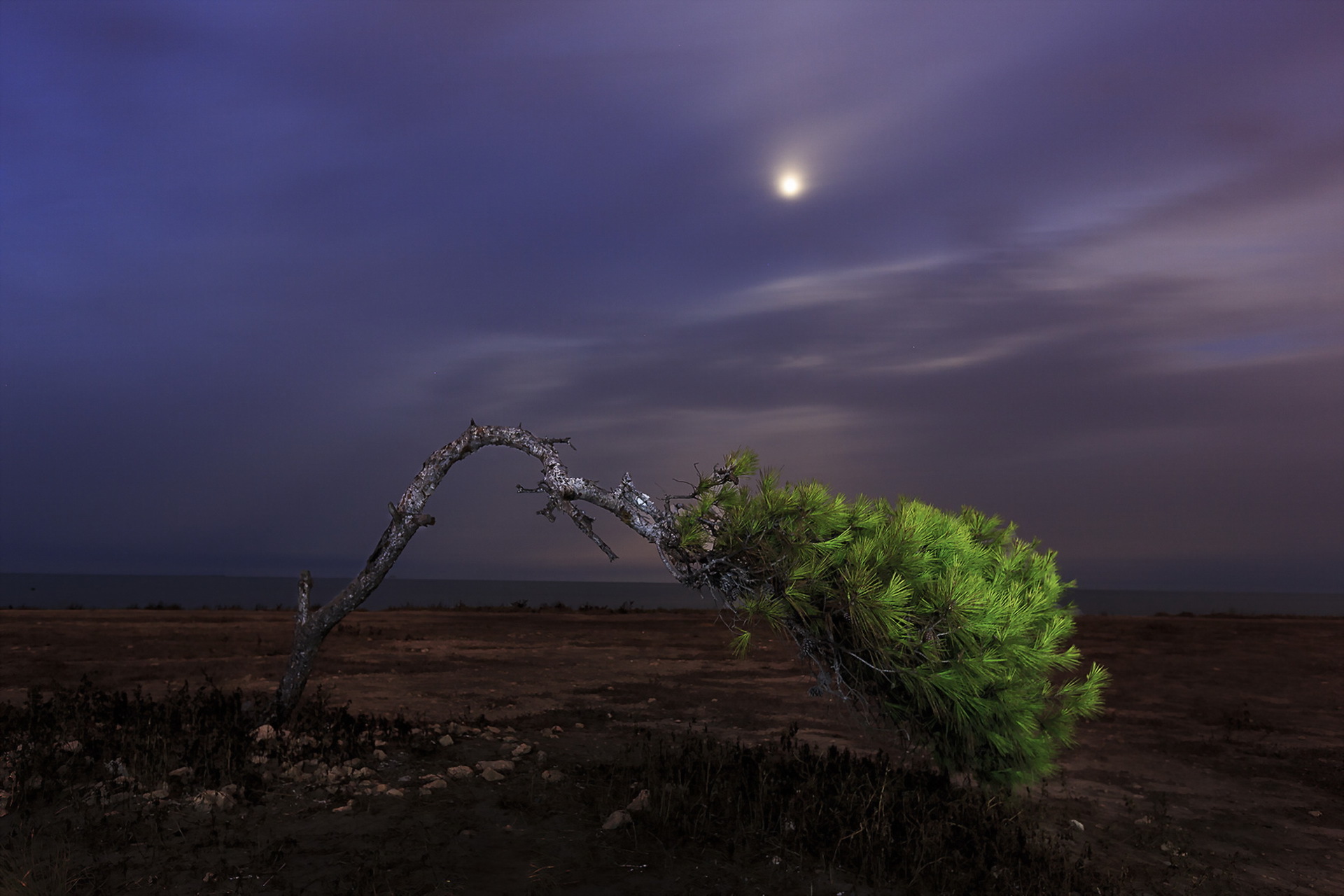 Download Landscape Nature Lonely Tree Night Tree HD Wallpaper