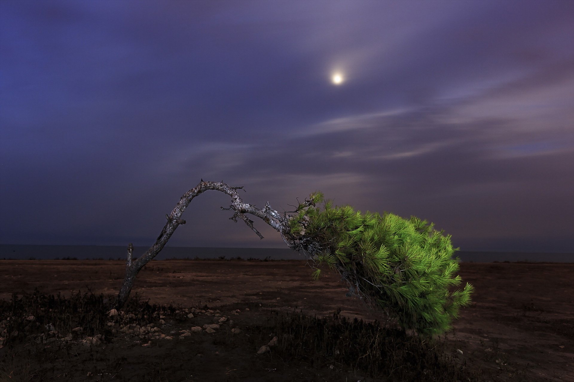 Moonlit Solitude: Nightscape of a Lonely Tree in HD Nature Wallpaper