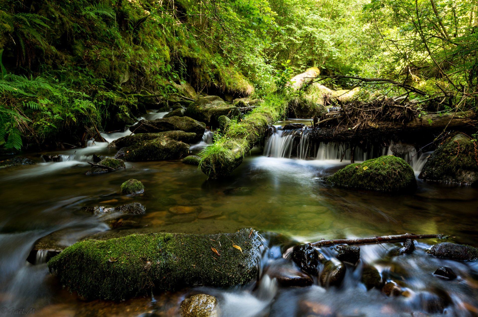 HD Serenity: Lush Forest Stream Escape