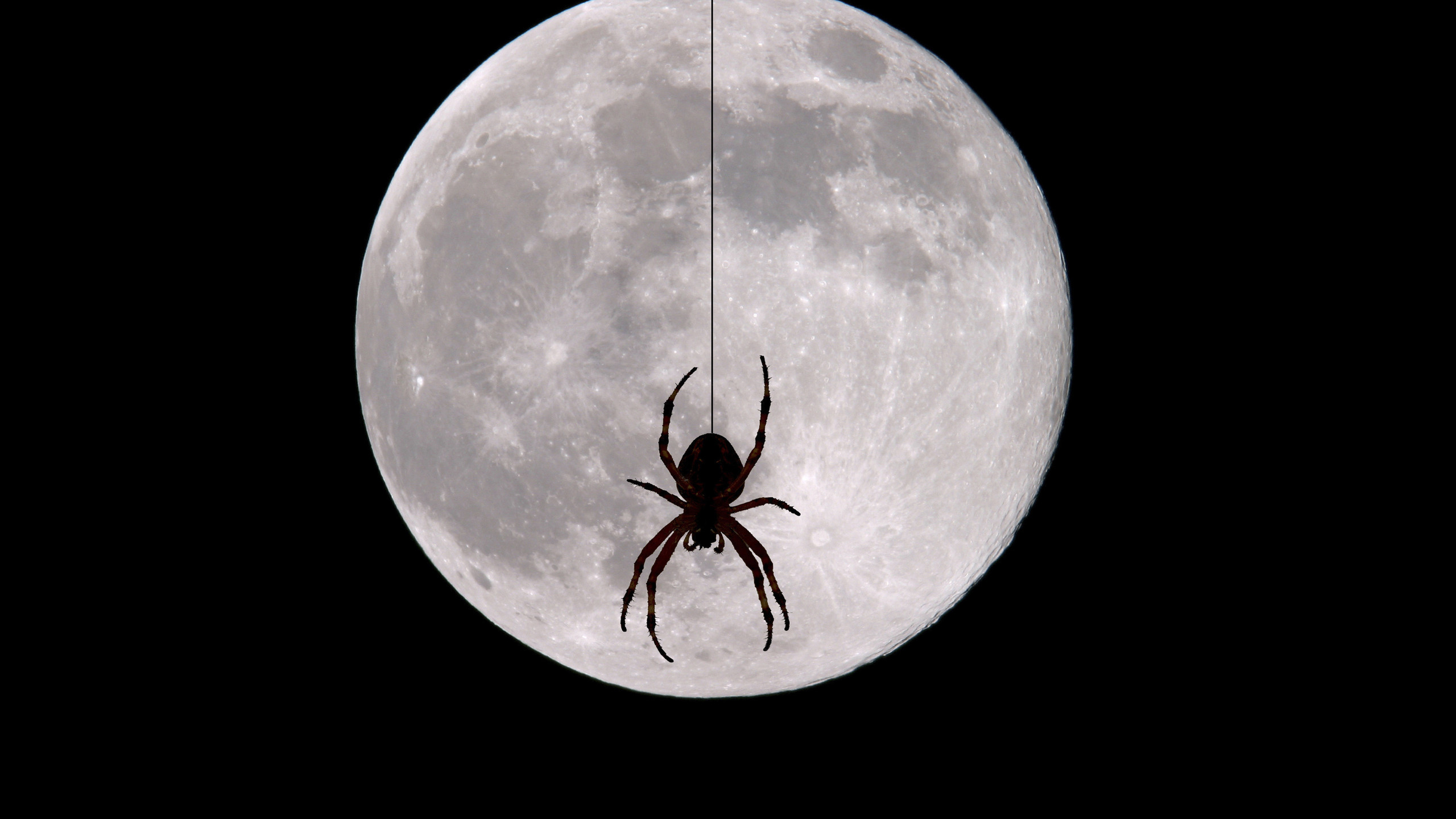 Download Moon Spider Holiday Halloween HD Wallpaper
