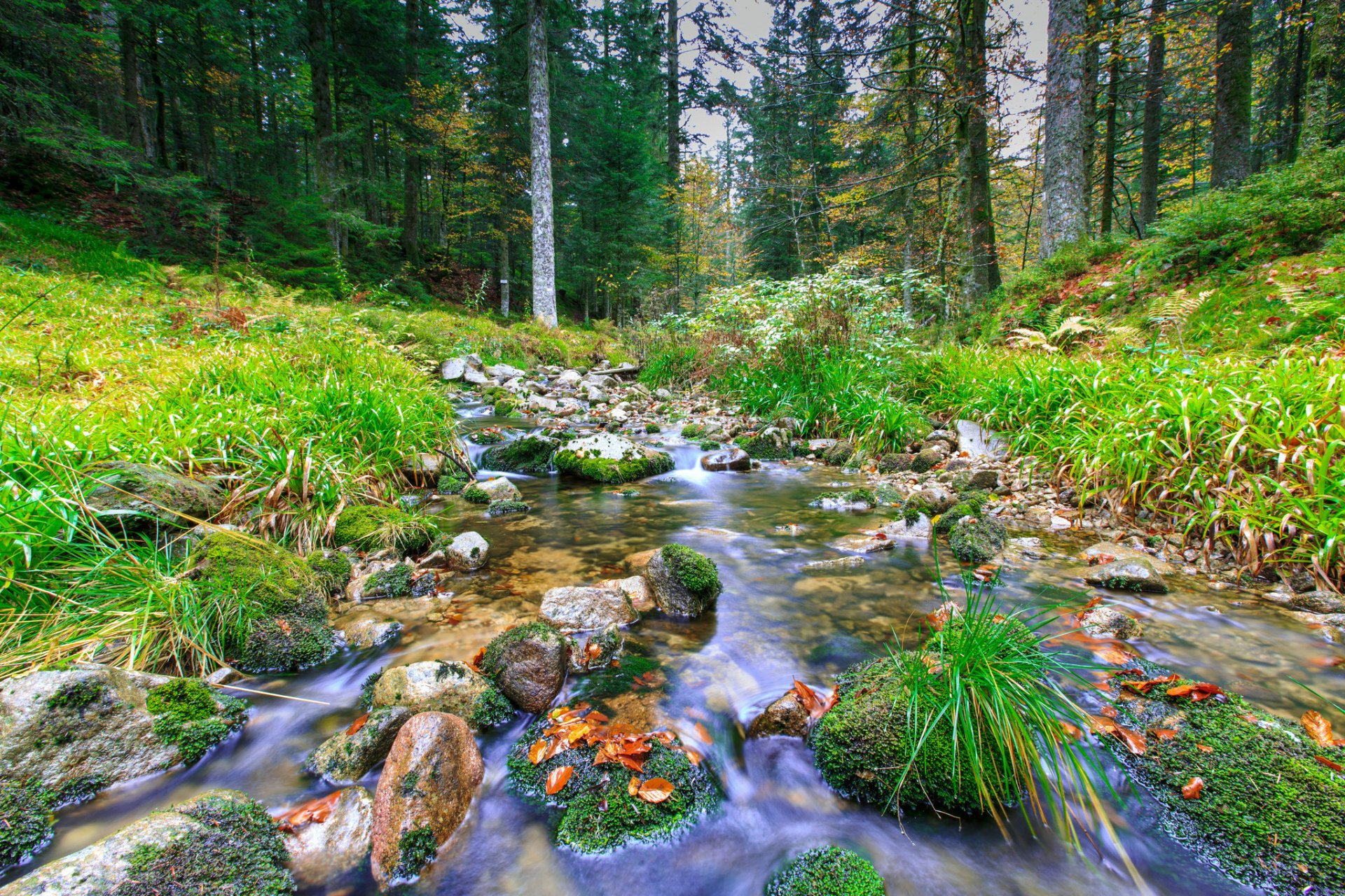 Forest Stream Serenity: HD Nature Wallpaper with Stones and Grass ...