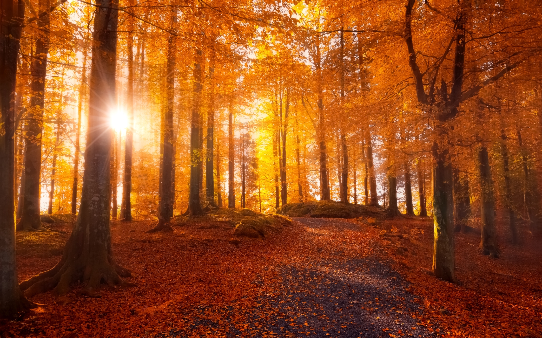 Download Sunbeam Sun Sunset Fall Nature Forest HD Wallpaper