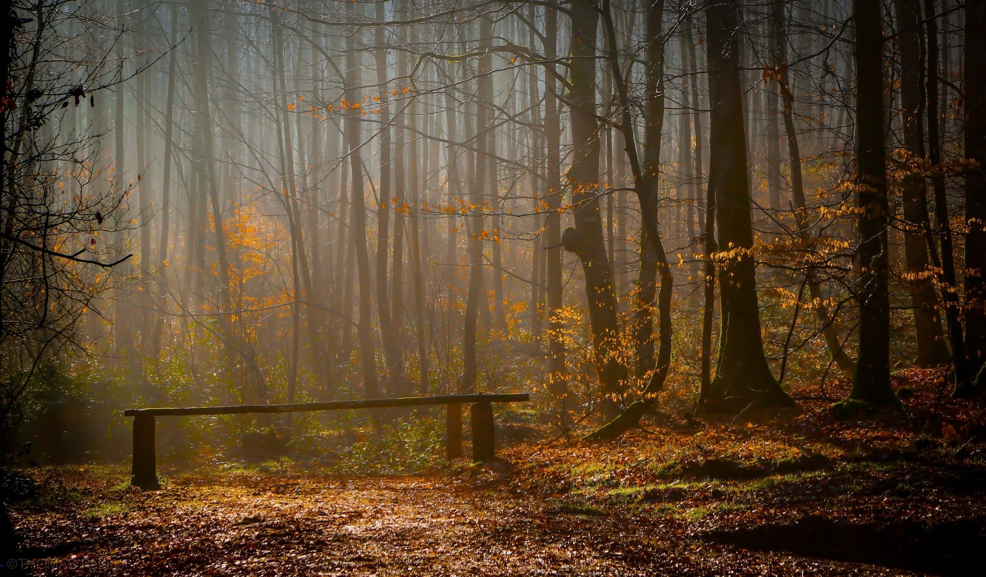 Autumn Sunbeams — 2K Quad HD Forest Wallpaper | 2560x1498 | Wallpaper Abyss