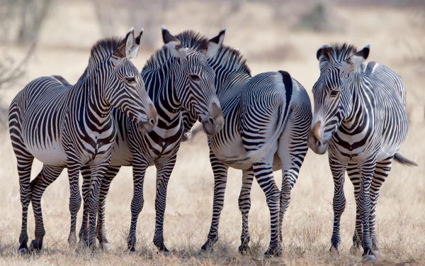 [30+] Zebra 4k Wallpapers