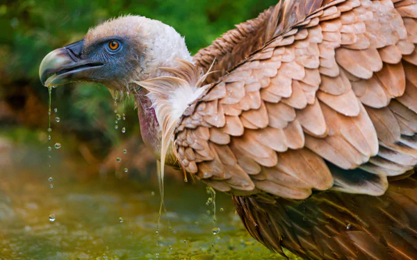 Download Animal Vulture HD Wallpaper