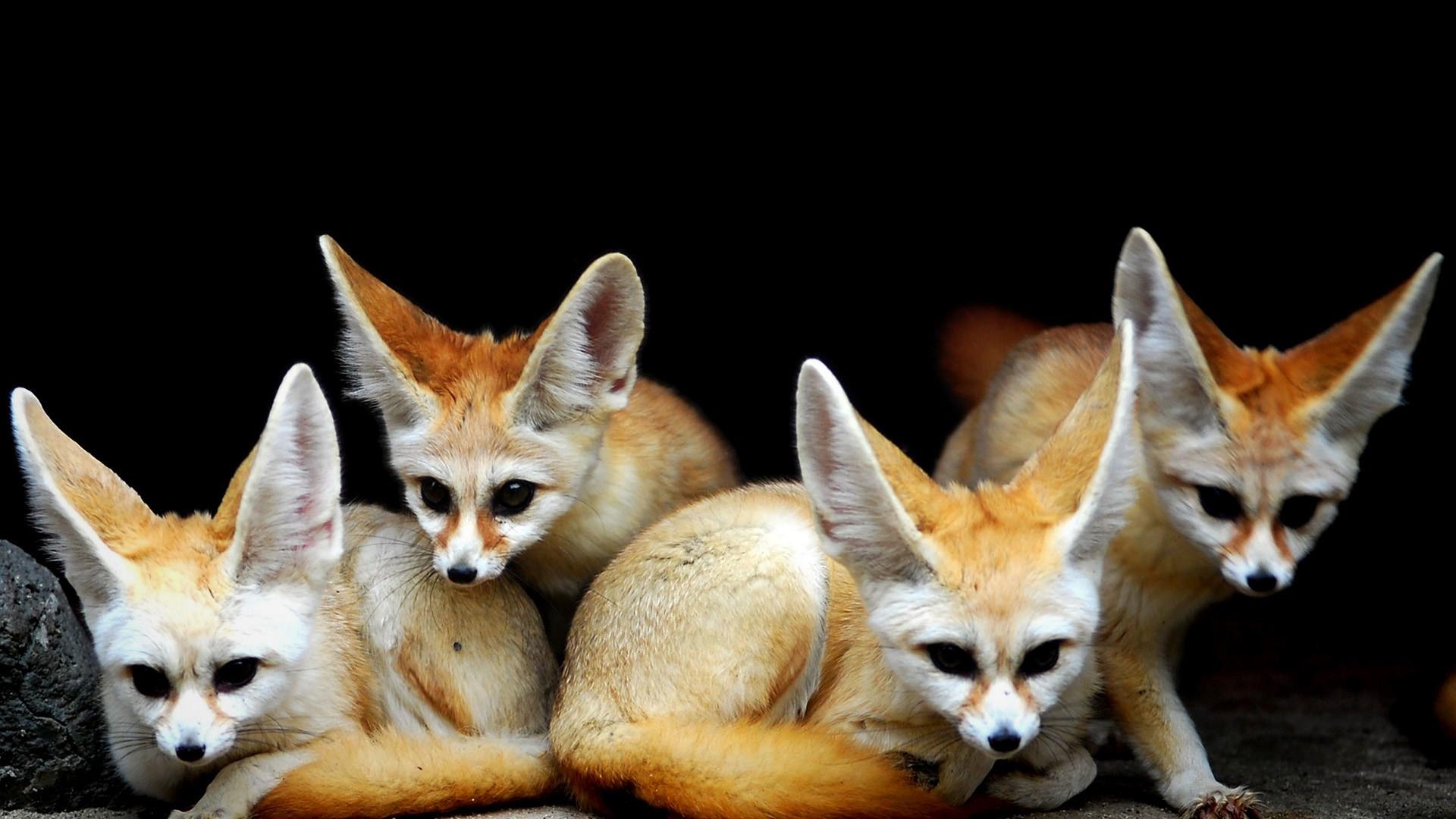Download Animal Fennec Fox HD Wallpaper