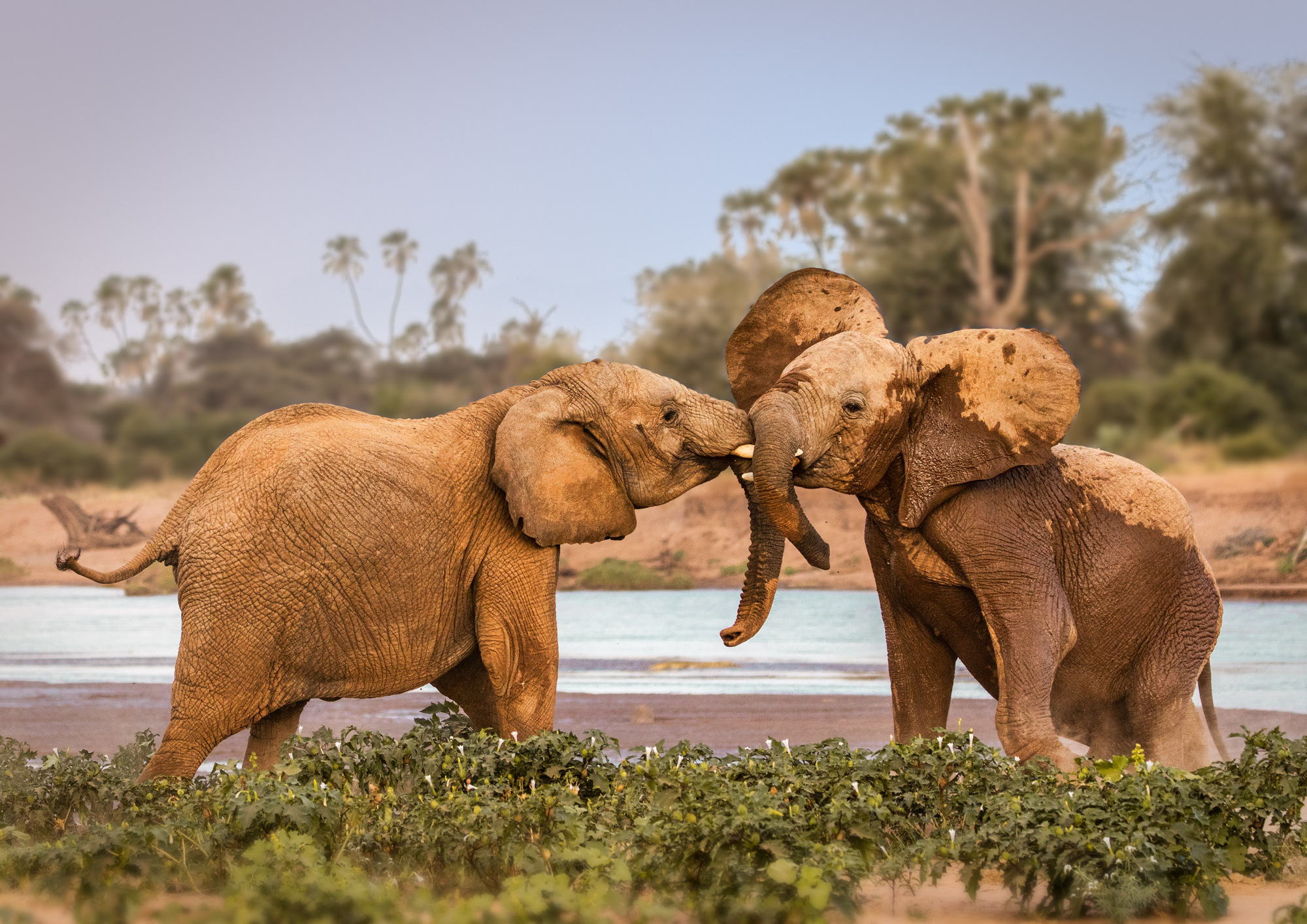 African Elephant Wallpaper Hd