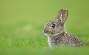 Download Rabbit Animal PFP