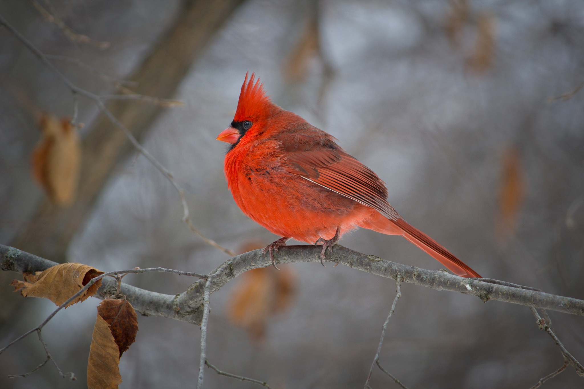 Northern Cardinal Wallpaper Big