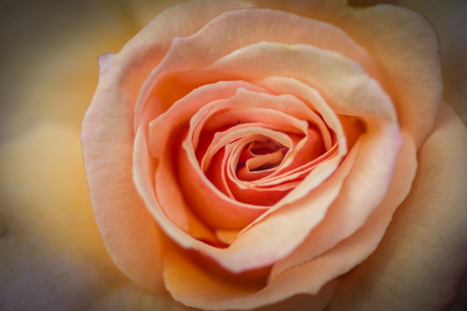 Download Peach Flower Flower Close-up Nature Rose HD Wallpaper ...