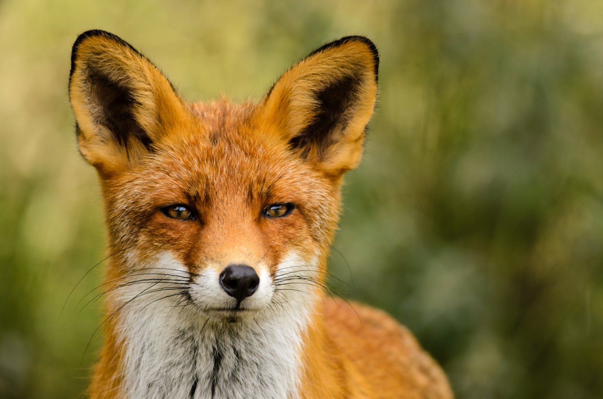 Download Muzzle Stare Animal Fox 4k Ultra HD Wallpaper
