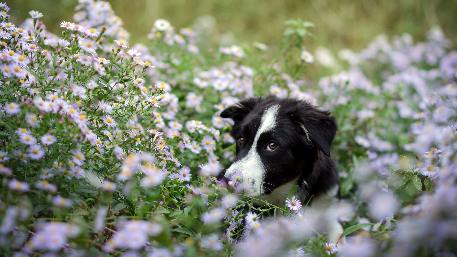 Download Pink Flower Blur Meadow Flower Dog Animal Border Collie HD ...