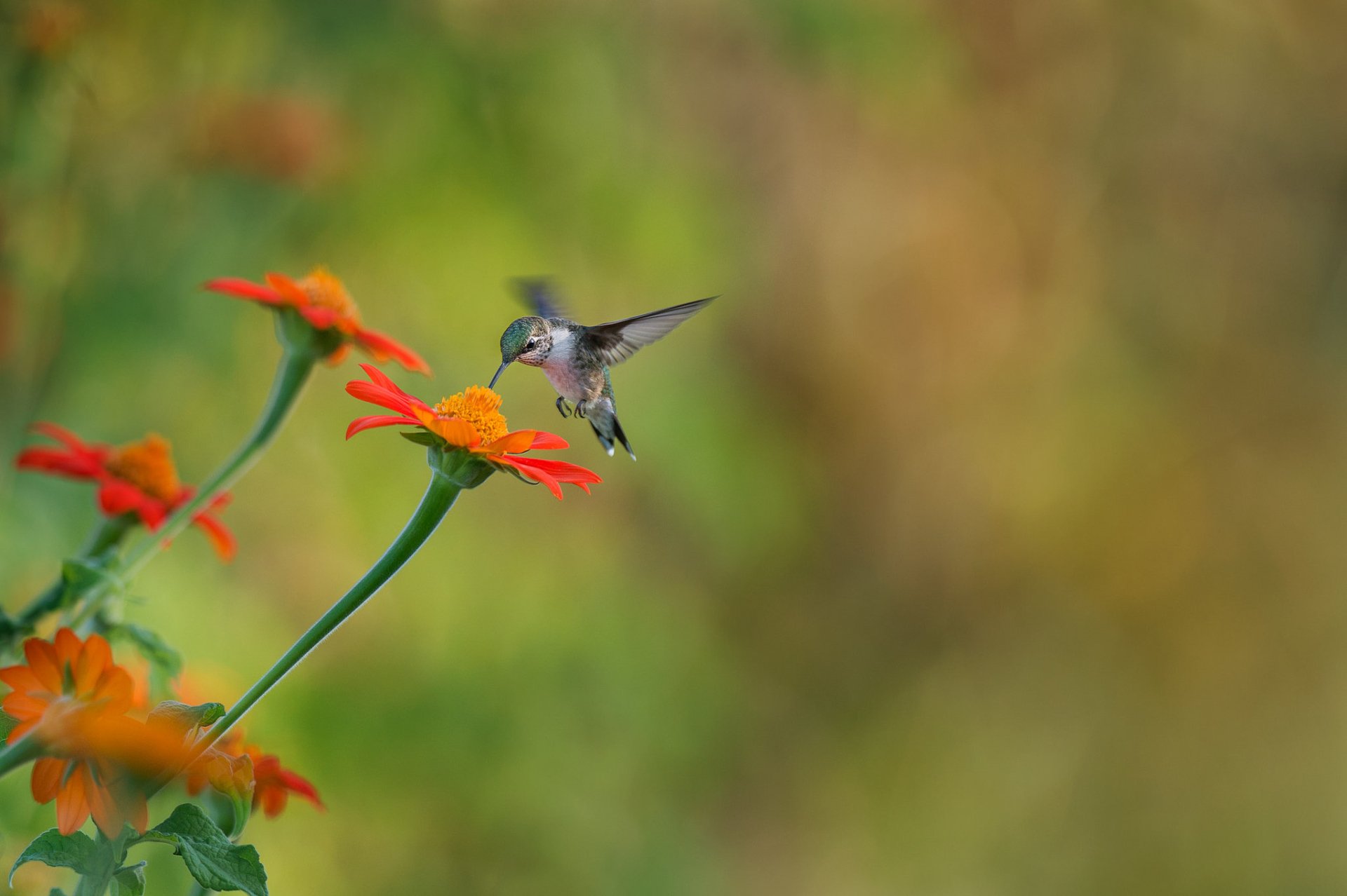 Hummingbirds Summer Flowers Wallpaper