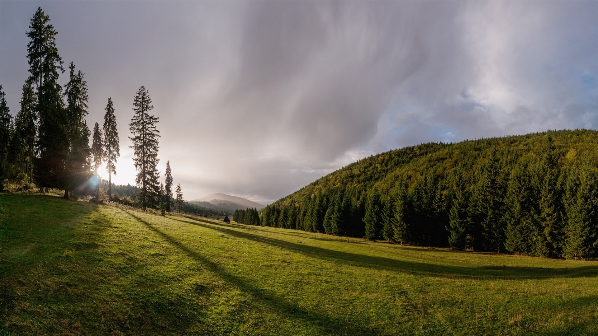 Sunny Forest Serenity: HD Nature Landscape with Towering Trees