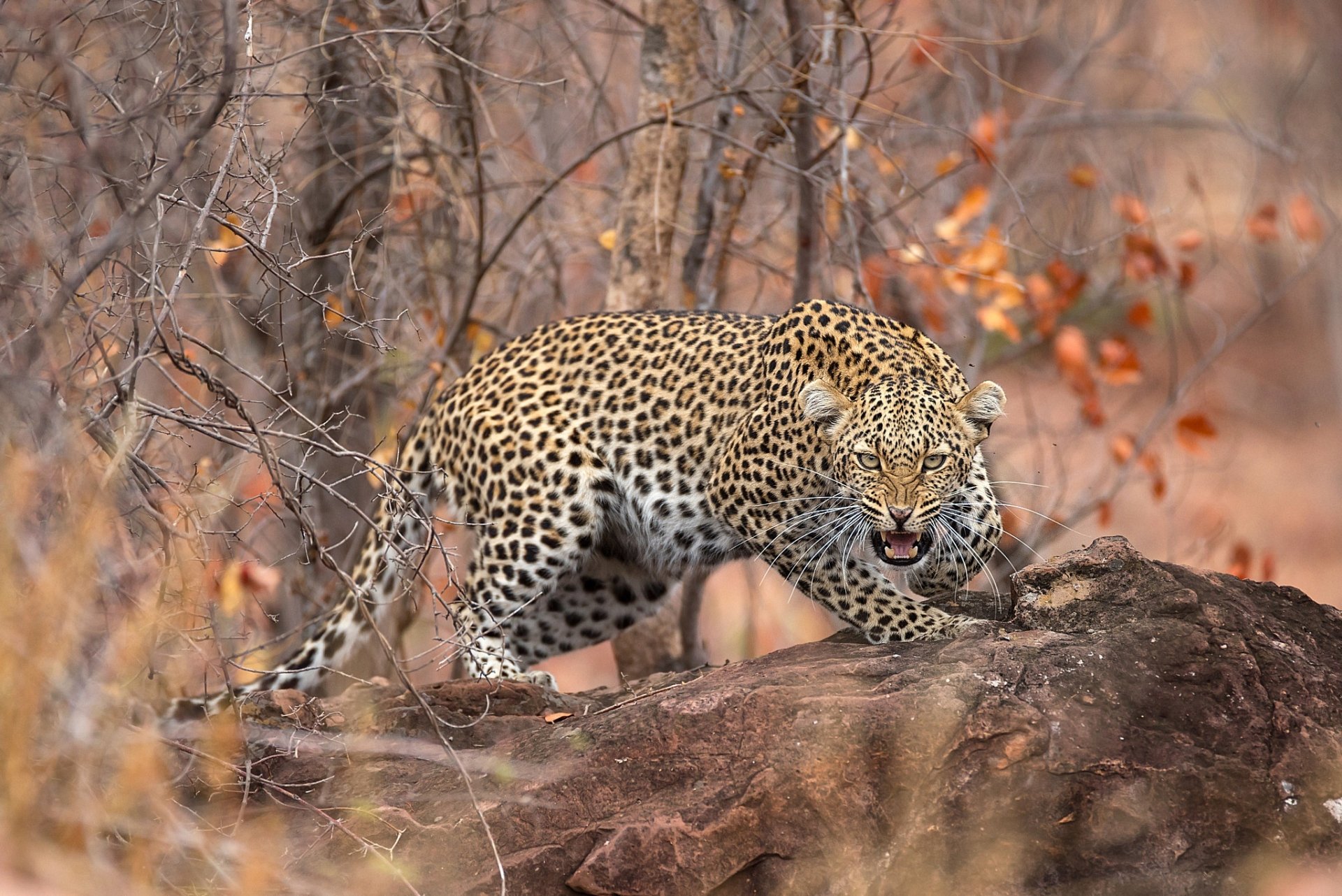 Leopard’s Fierce Stare: Stunning HD Wildlife Wallpaper