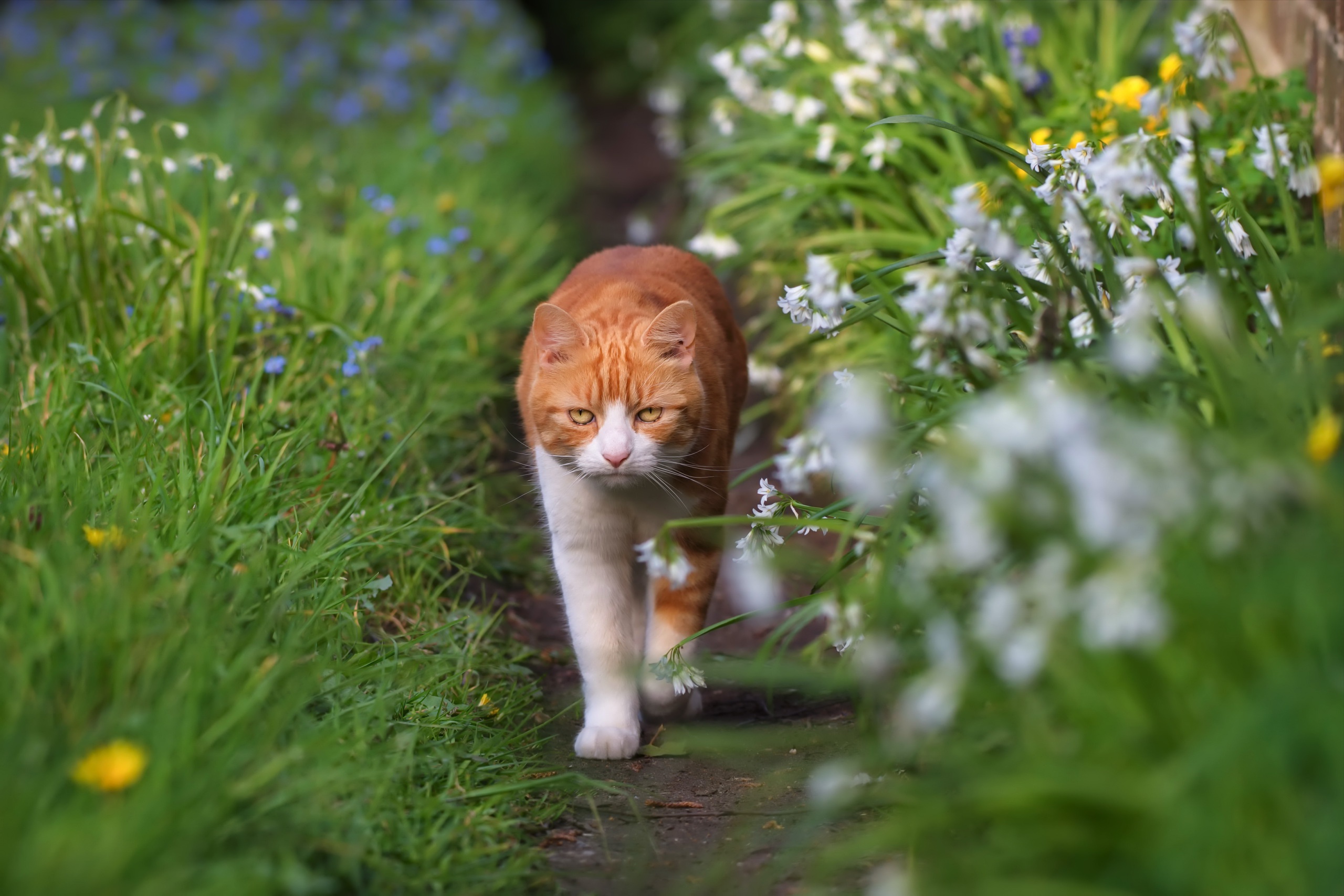 HD Cat in Focus: Serene Walk Through Lush Grass and Blossoms