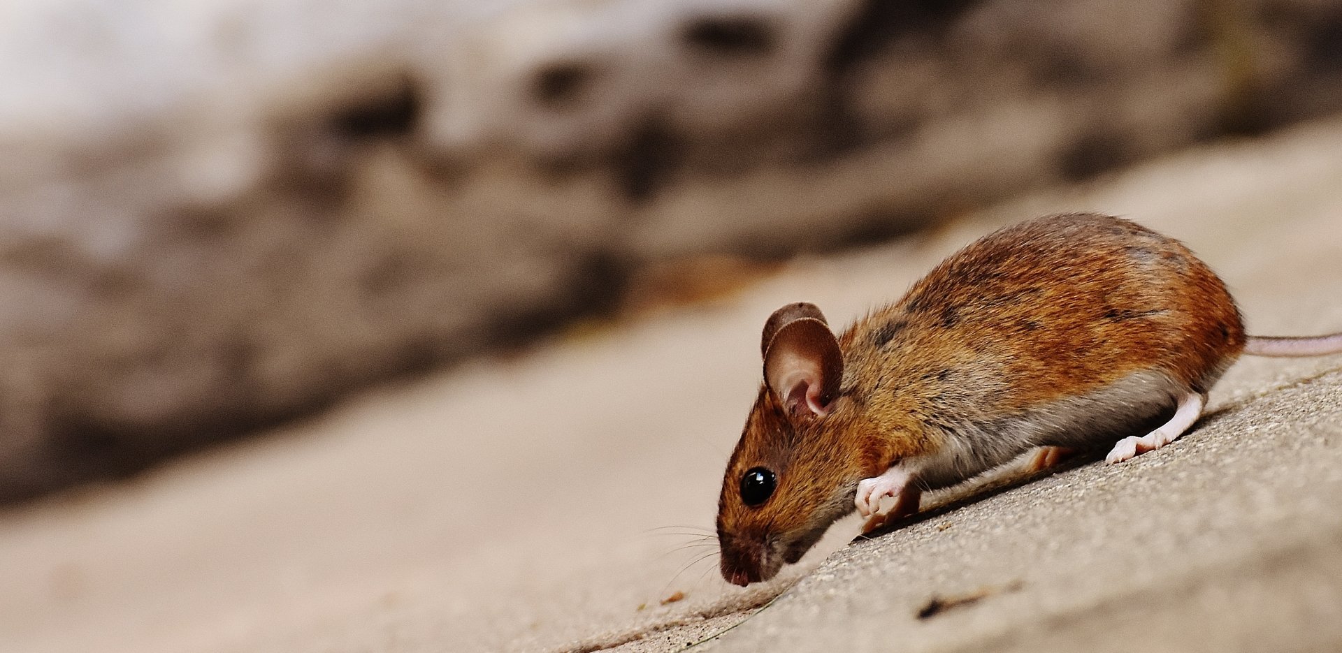 Mouse HD Wallpaper
