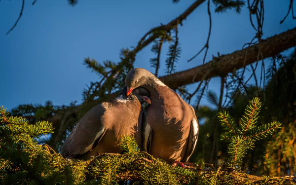 [20+] Dove 4k Wallpapers