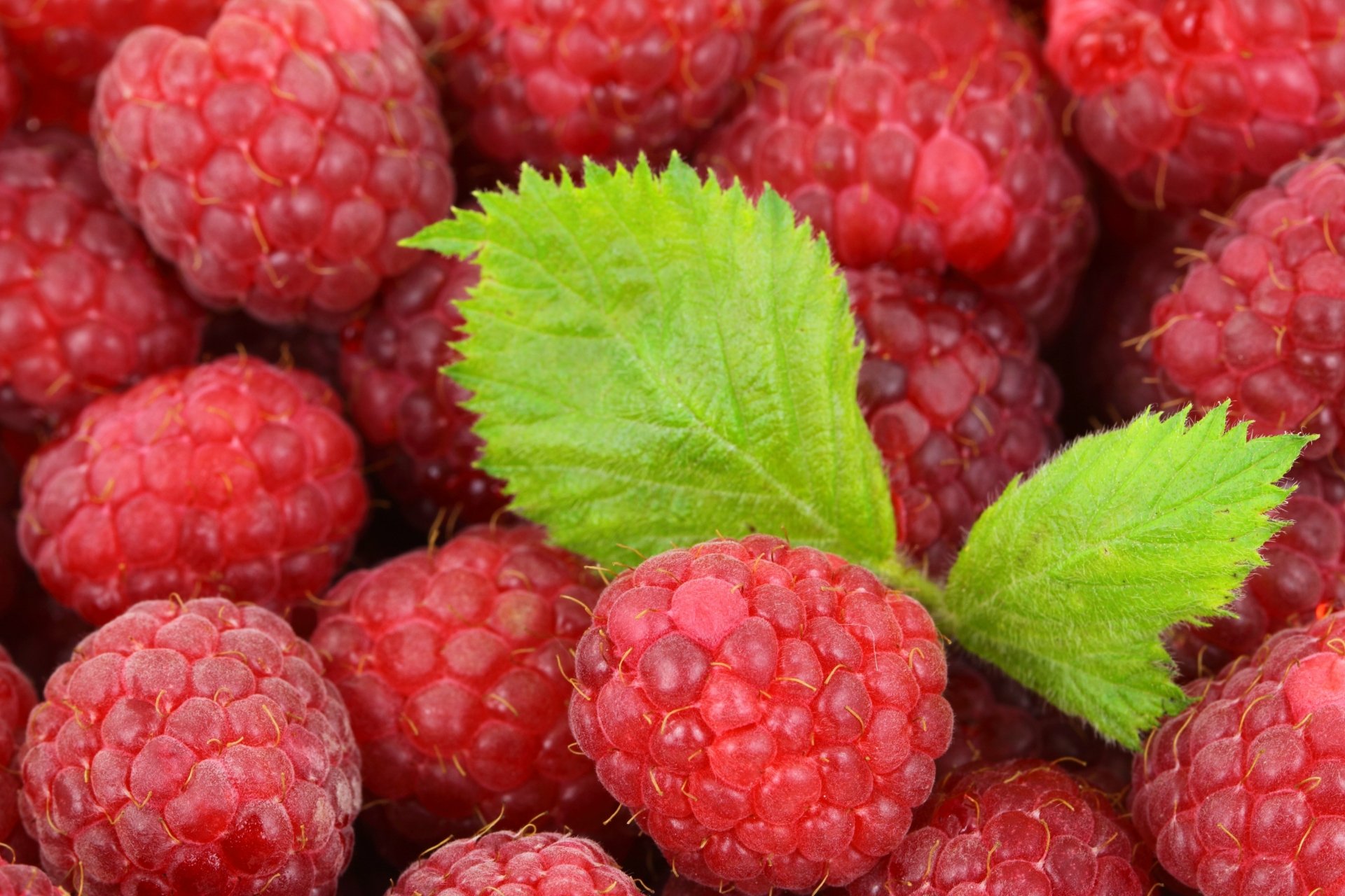 Download Fruit Berry Food Raspberry 4k Ultra HD Wallpaper