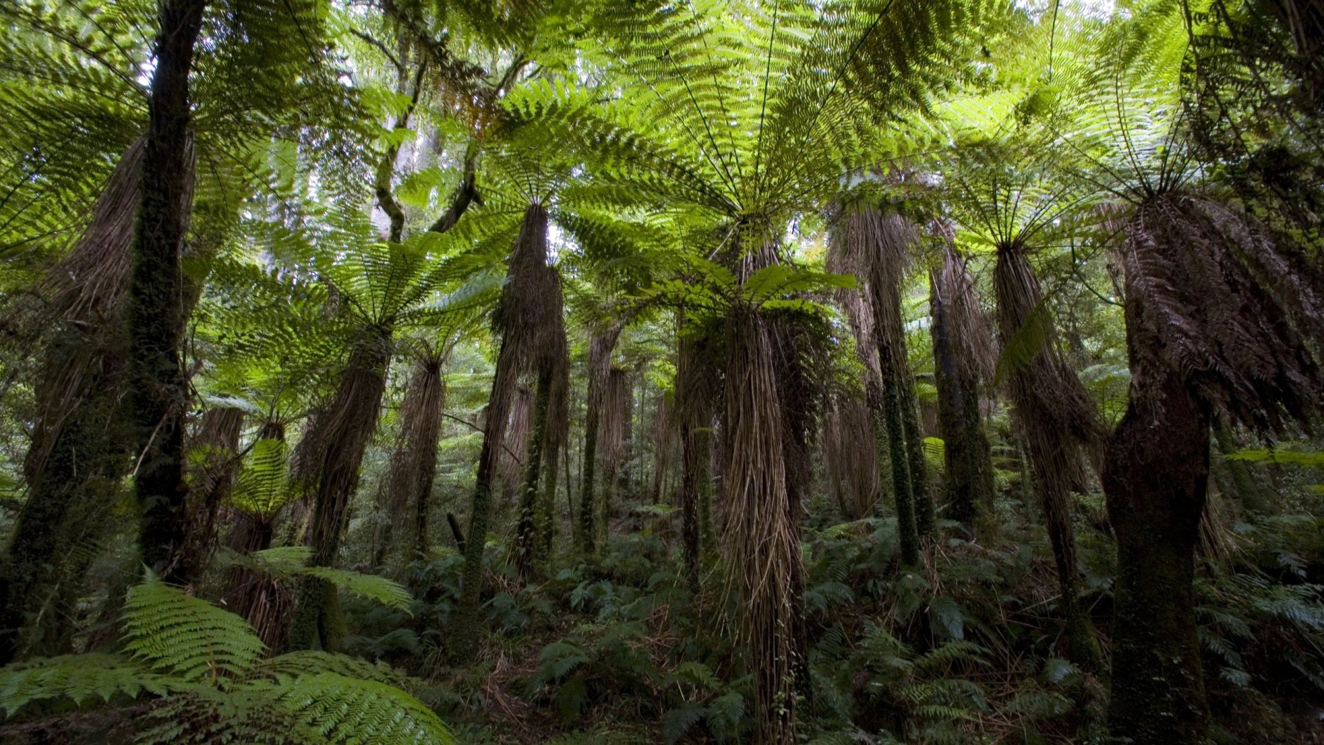Emerald Tree Fern Canopy New Zealand 2K Quad HD Wallpaper 2560x1440
