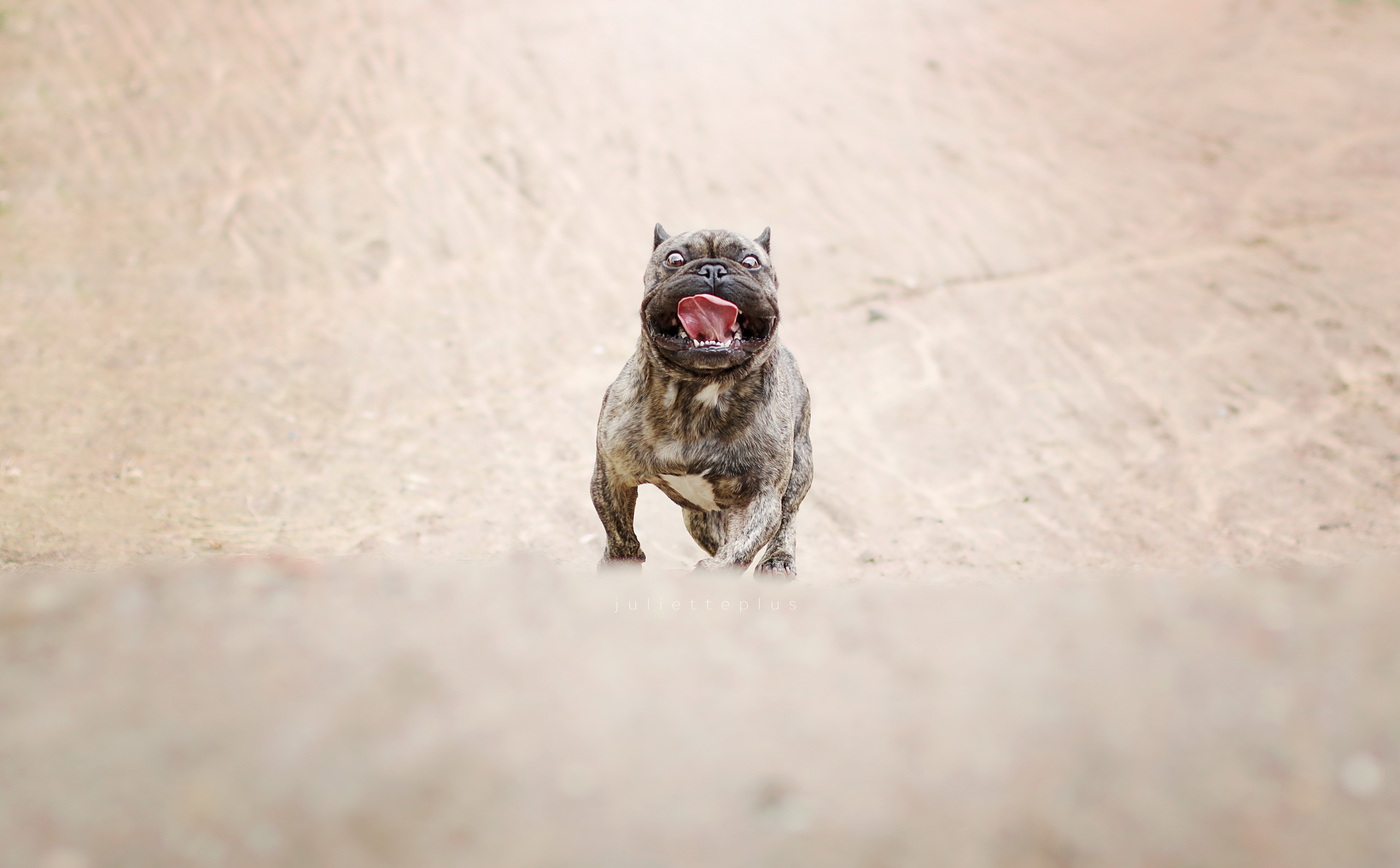 Download Sand Dog Animal French Bulldog HD Wallpaper