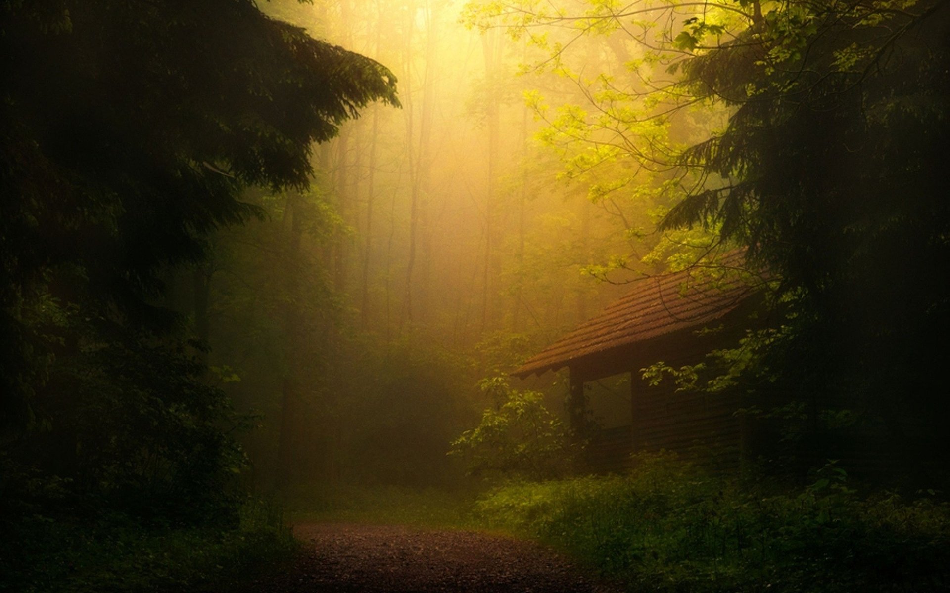 Mystic Green Forest Fog - HD Nature Wallpaper | 1920x1200 | Wallpaper Abyss