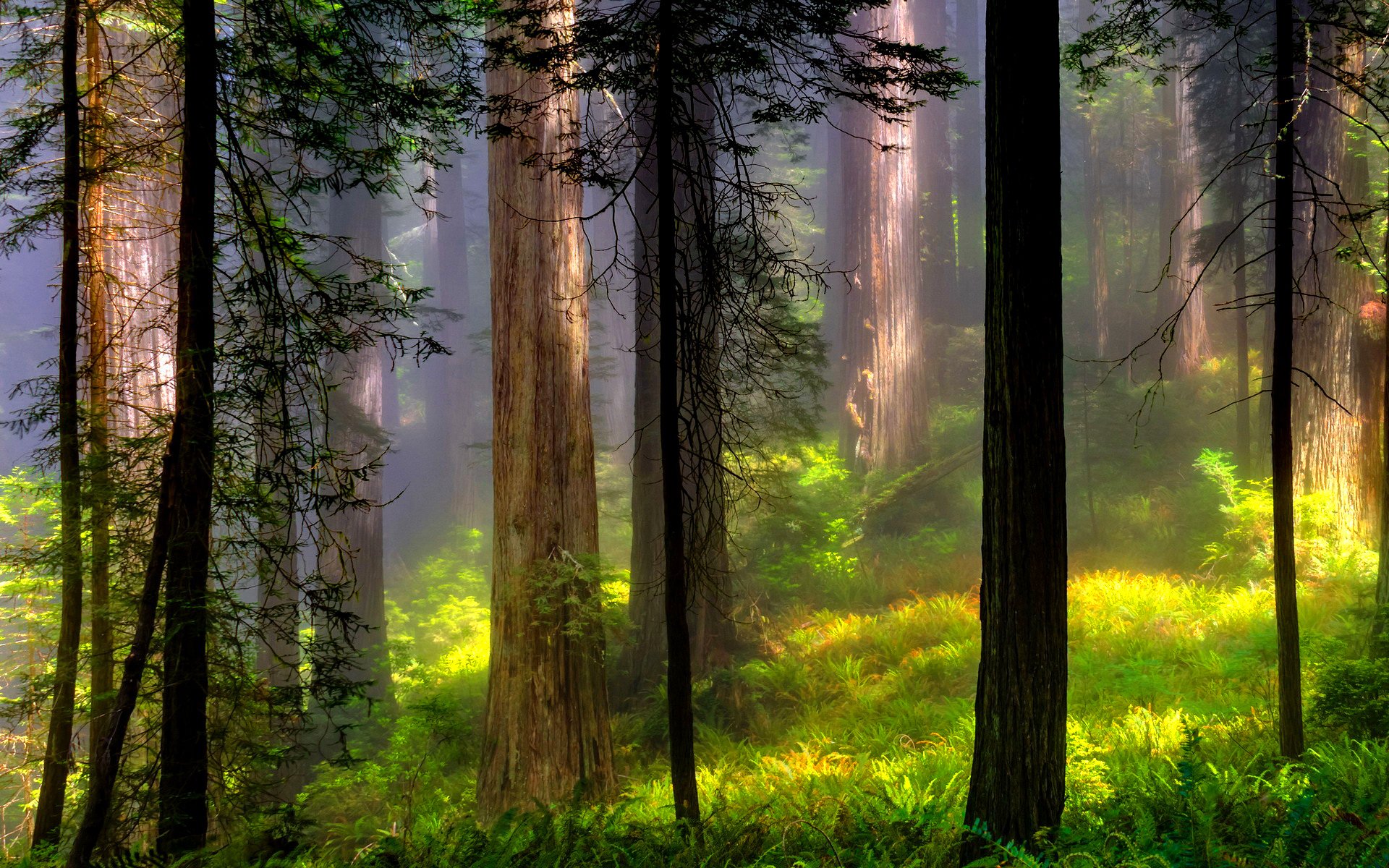 Misty Forest Glow: HD Nature’s Greenery Wallpaper
