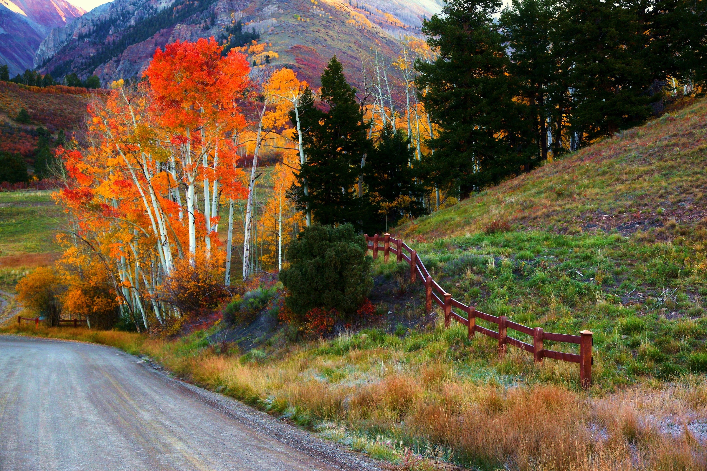Download Tree Road Photography Fall HD Wallpaper