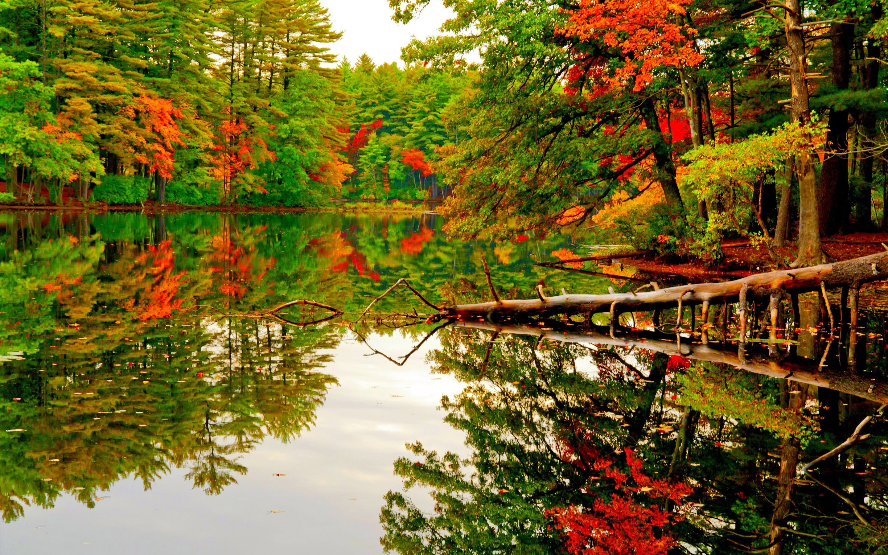 Autumn Reflections: Vibrant Forest Lake HD Wallpaper