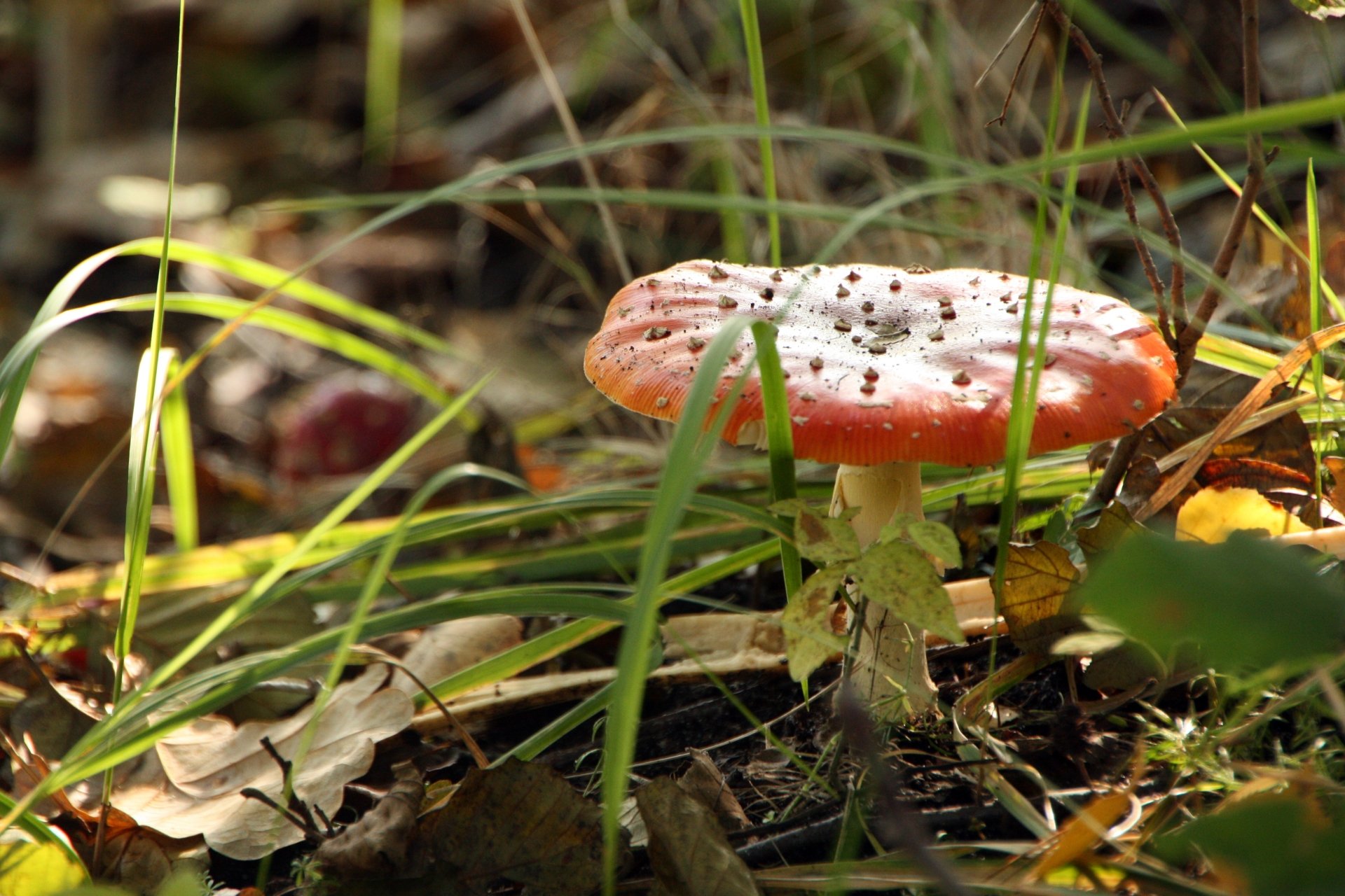 Download Close-up Nature Mushroom 4k Ultra HD Wallpaper | 4272x2848 ...