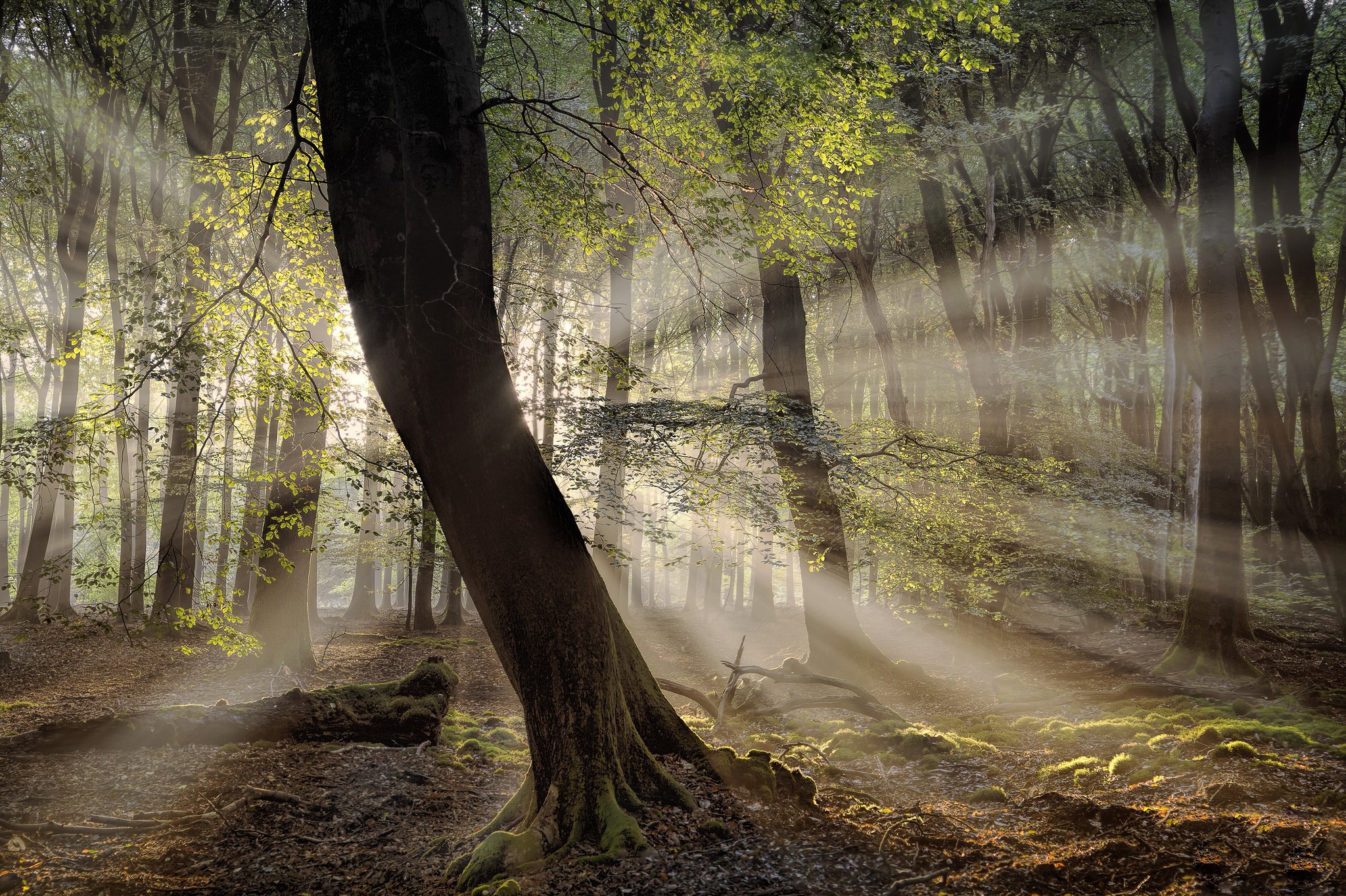 Download Forest Tree Nature Sunbeam HD Wallpaper