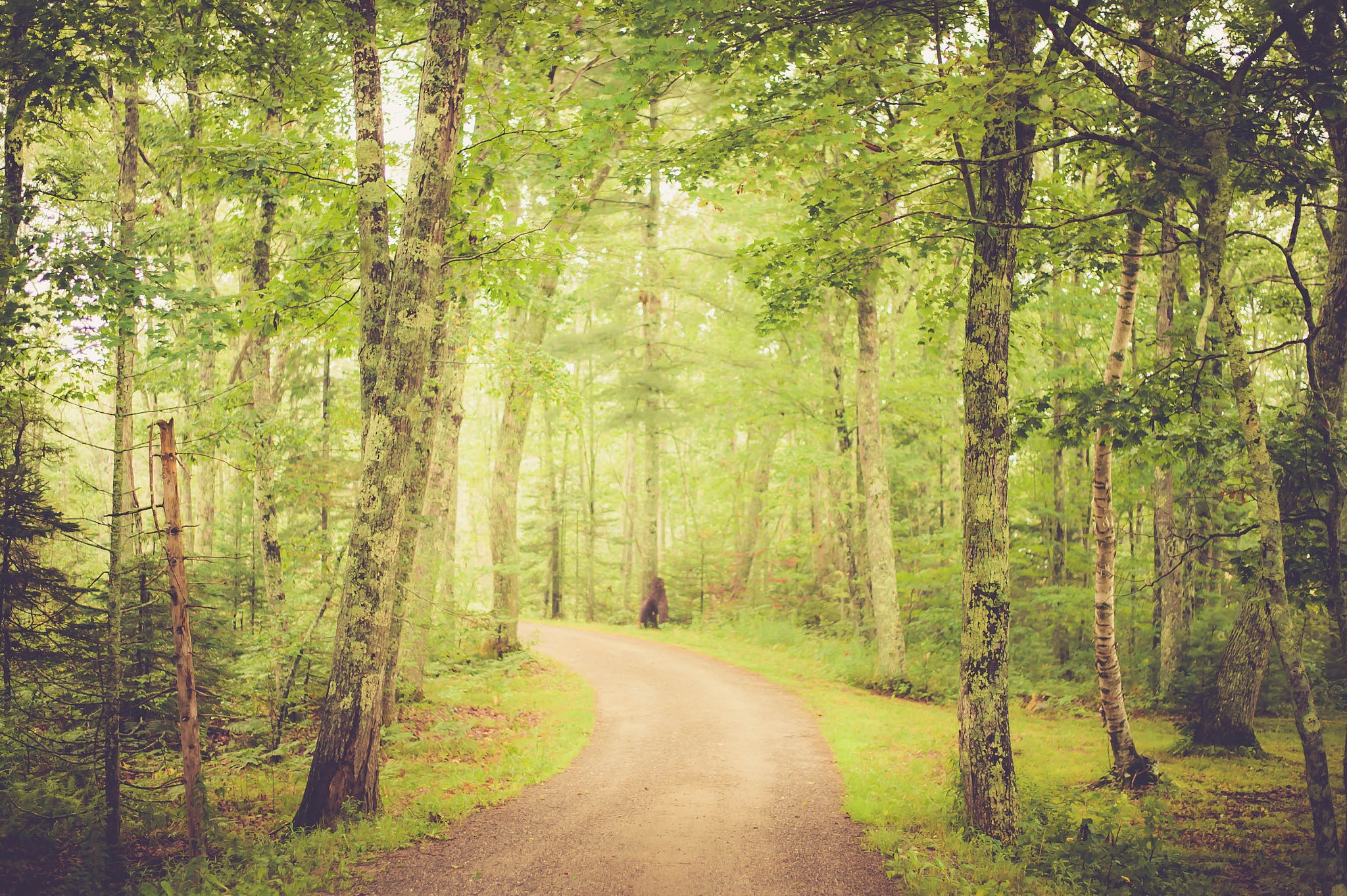 Download Tree Forest Nature Man Made Road HD Wallpaper