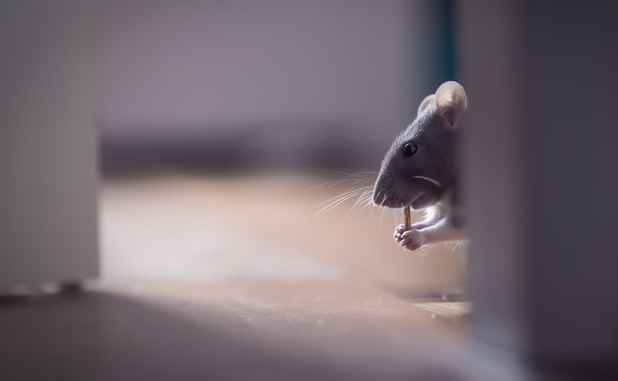Maus Computer Wallpapers