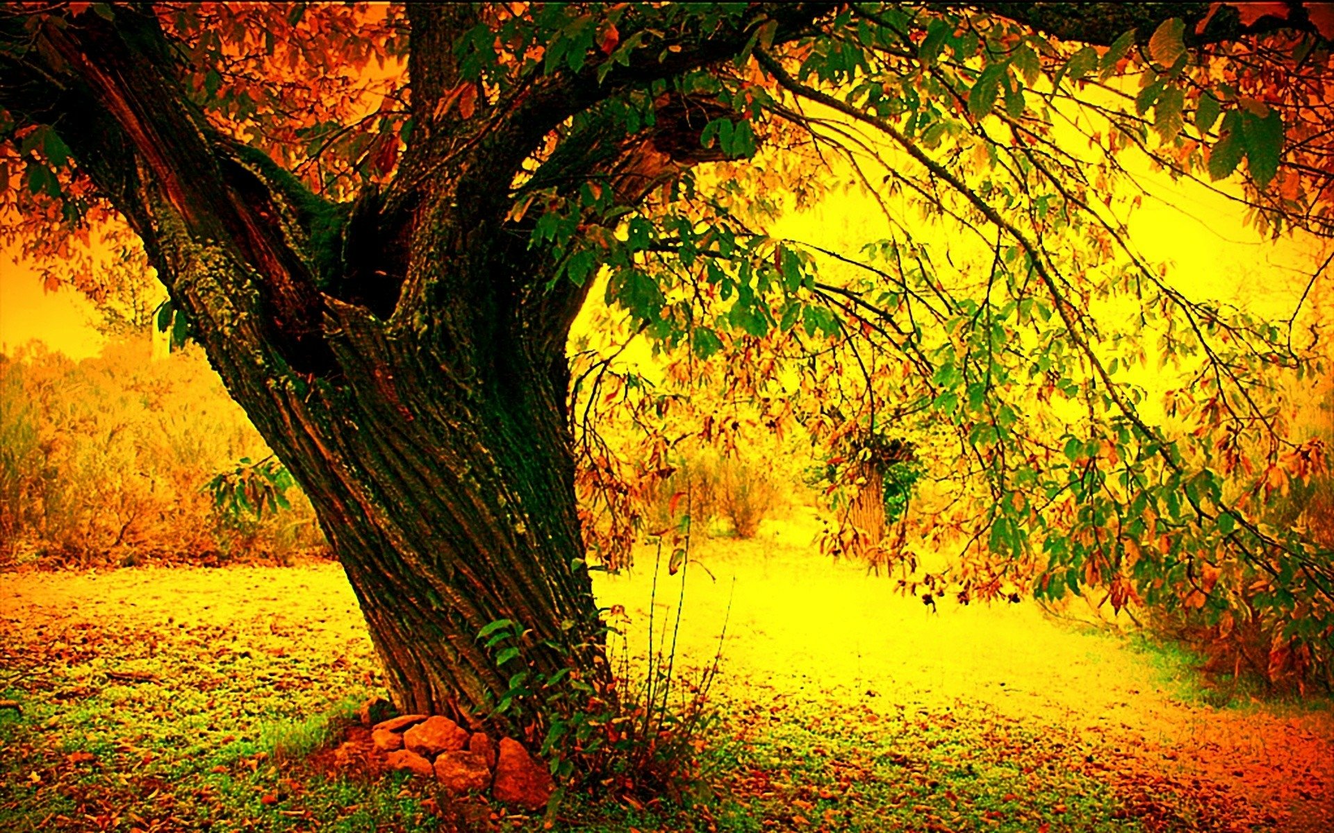 Download Fall Nature Tree HD Wallpaper