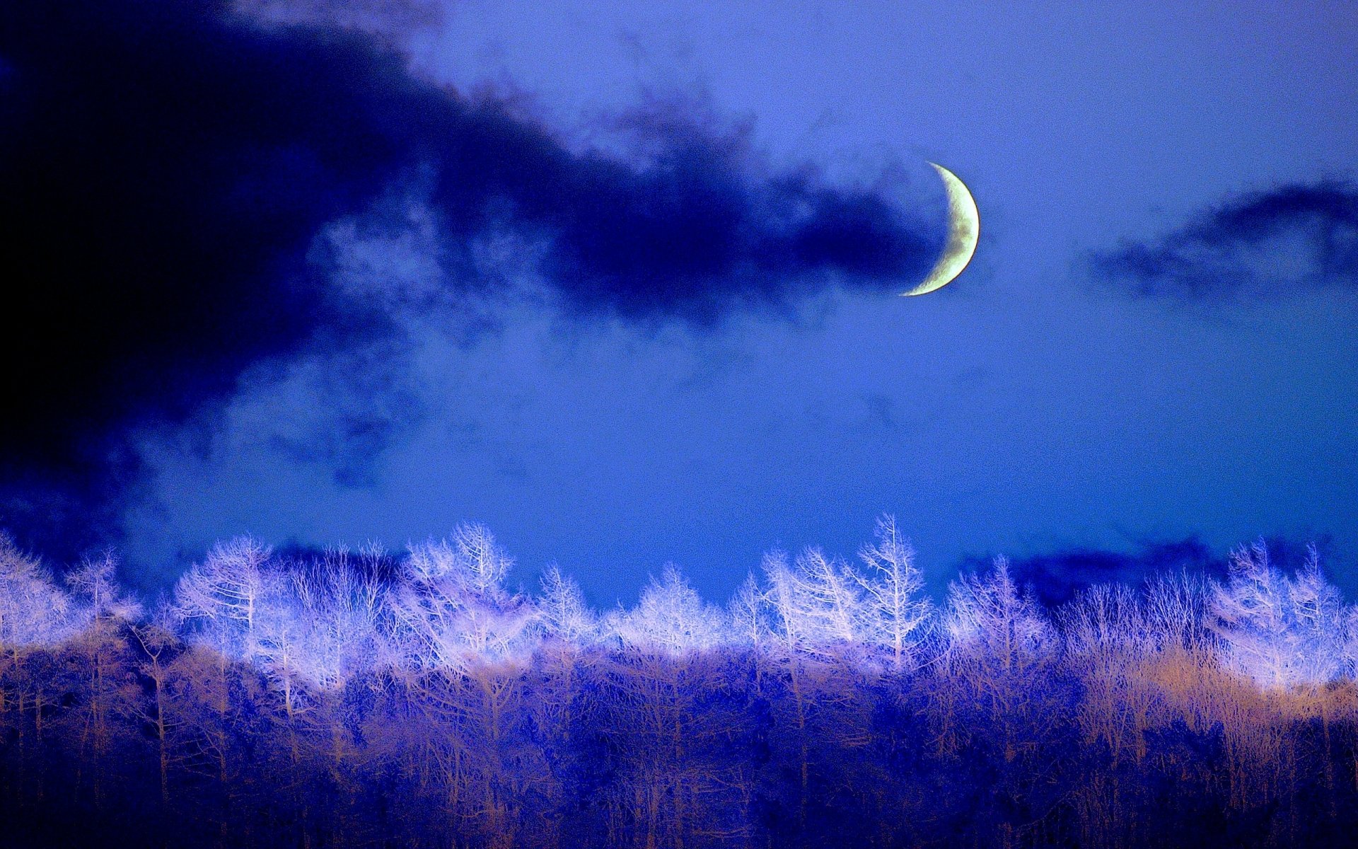 Winter Night’s Crescent Moon Over Frosted Trees in Blue Sky | 2560x1600 ...