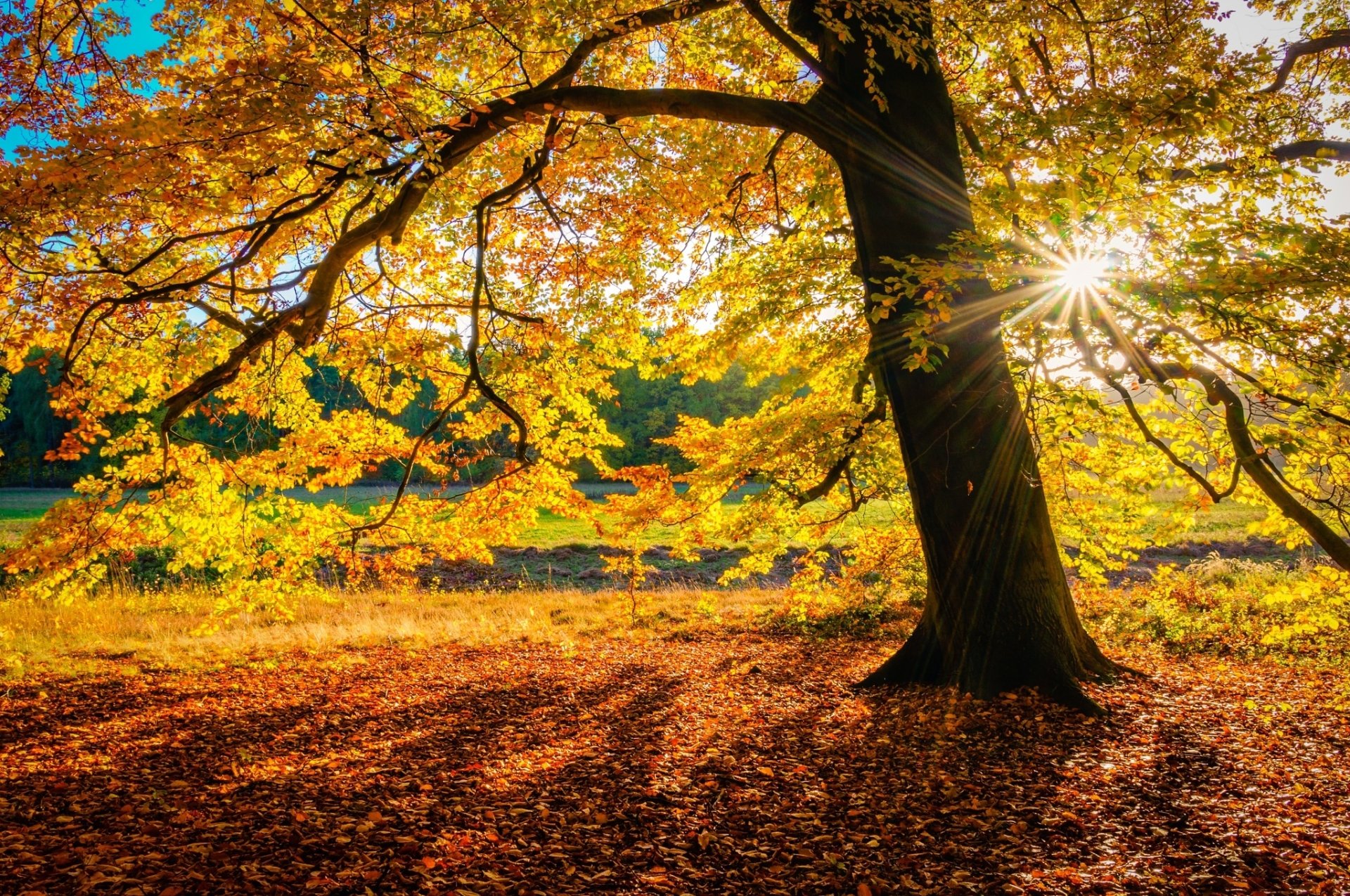Download Sunbeam Fall Nature Tree HD Wallpaper