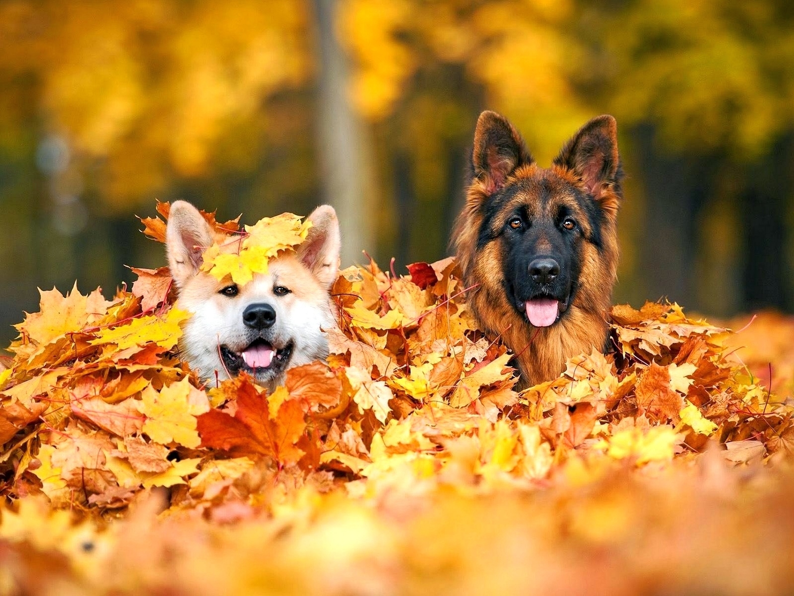 Dogs in Pile of Autumn Leaves