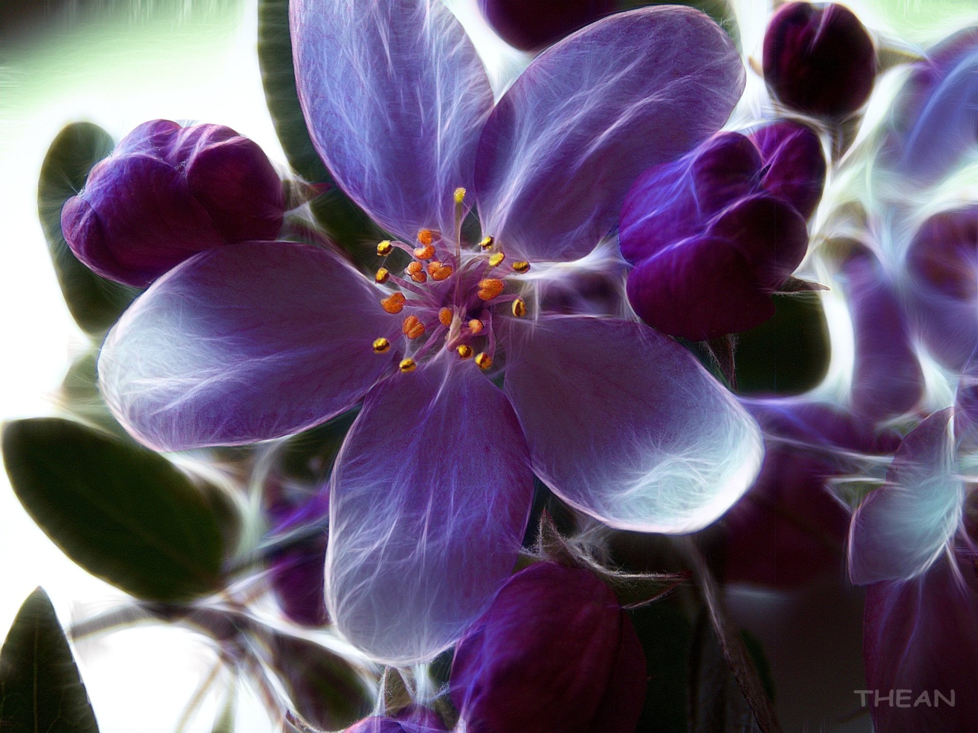 Download Purple Flower CGI Artistic Flower HD Wallpaper by Thean ...