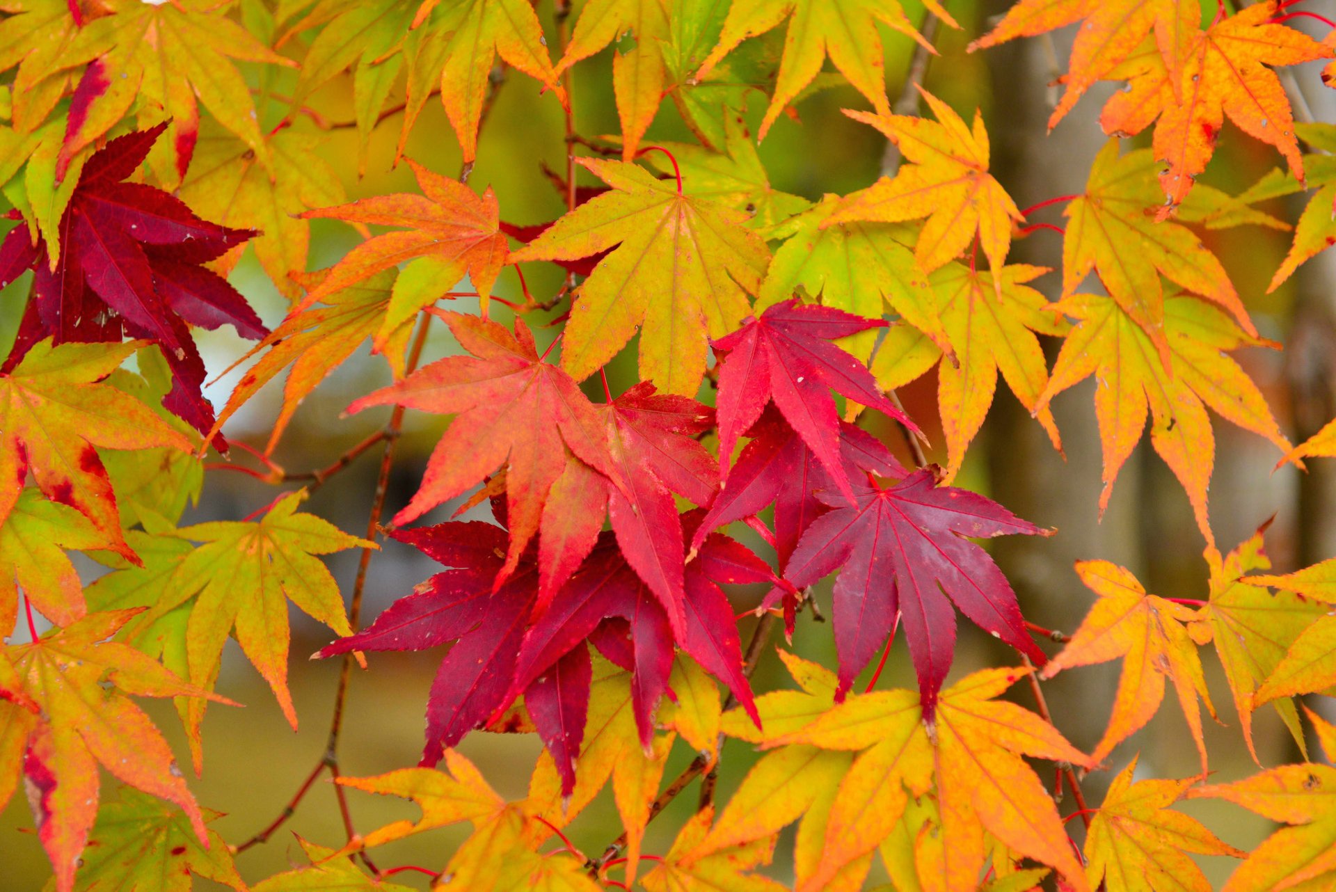 Download Fall Nature Leaf HD Wallpaper